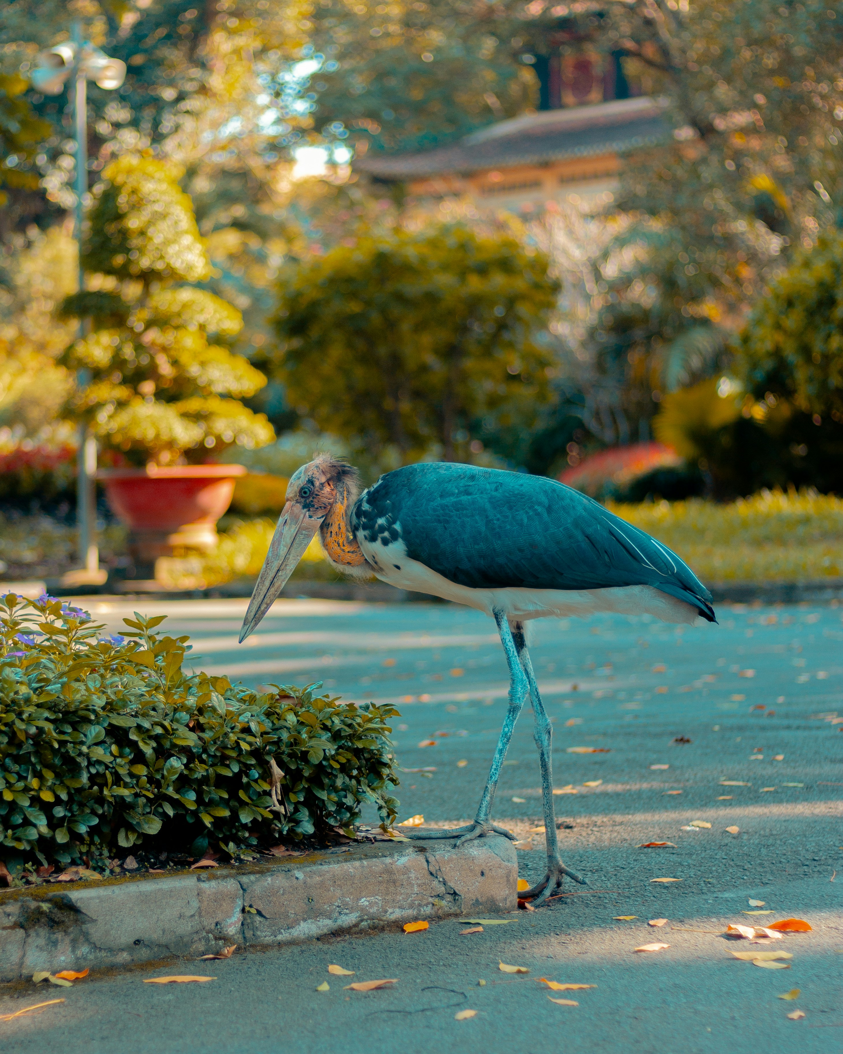 Azure Heron Pauses on Park Path Amid Autumn Light