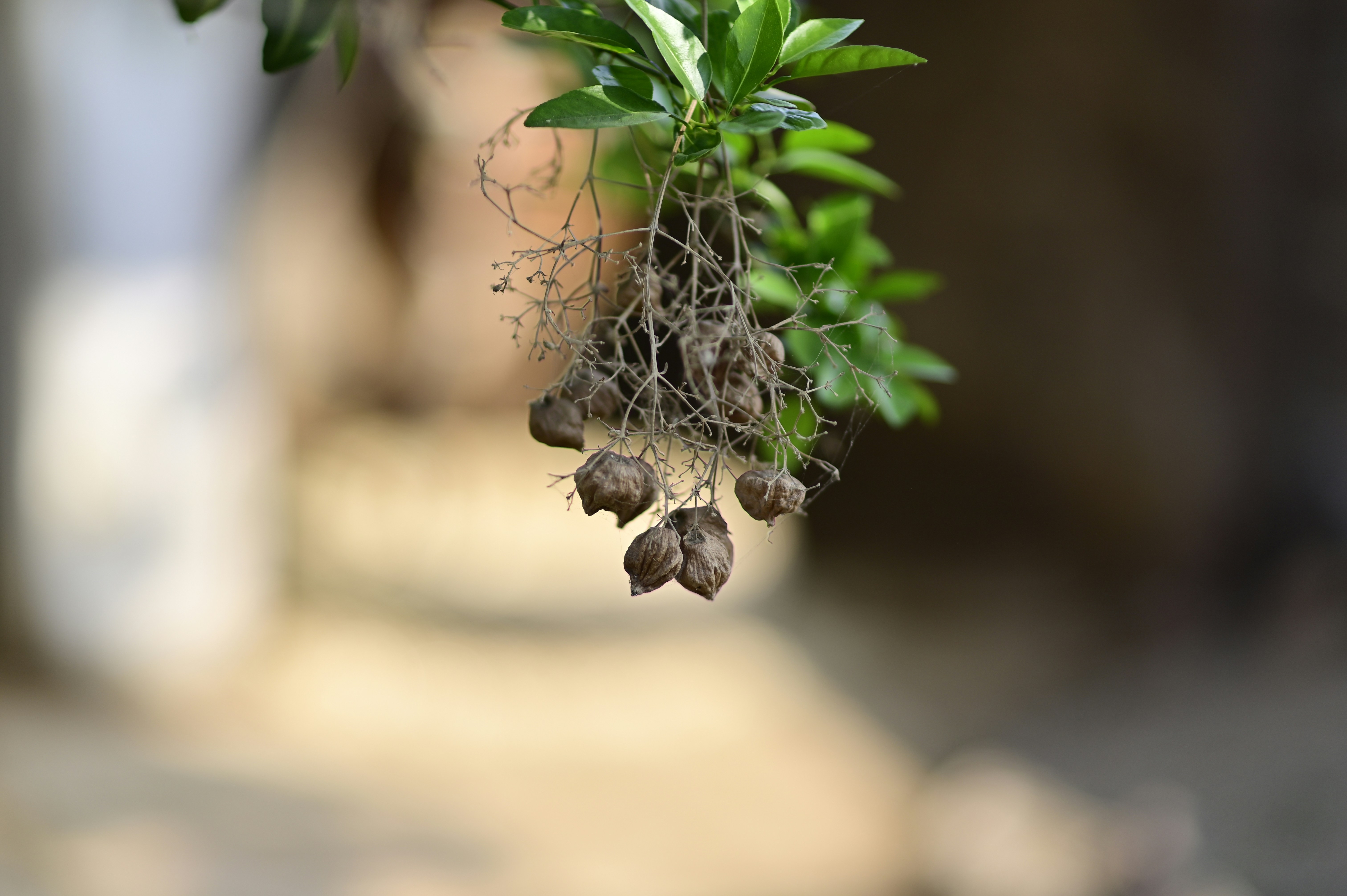 Dried seed pods hanging from a branch, surrounded by vibrant green leaves in a softly blurred background.
