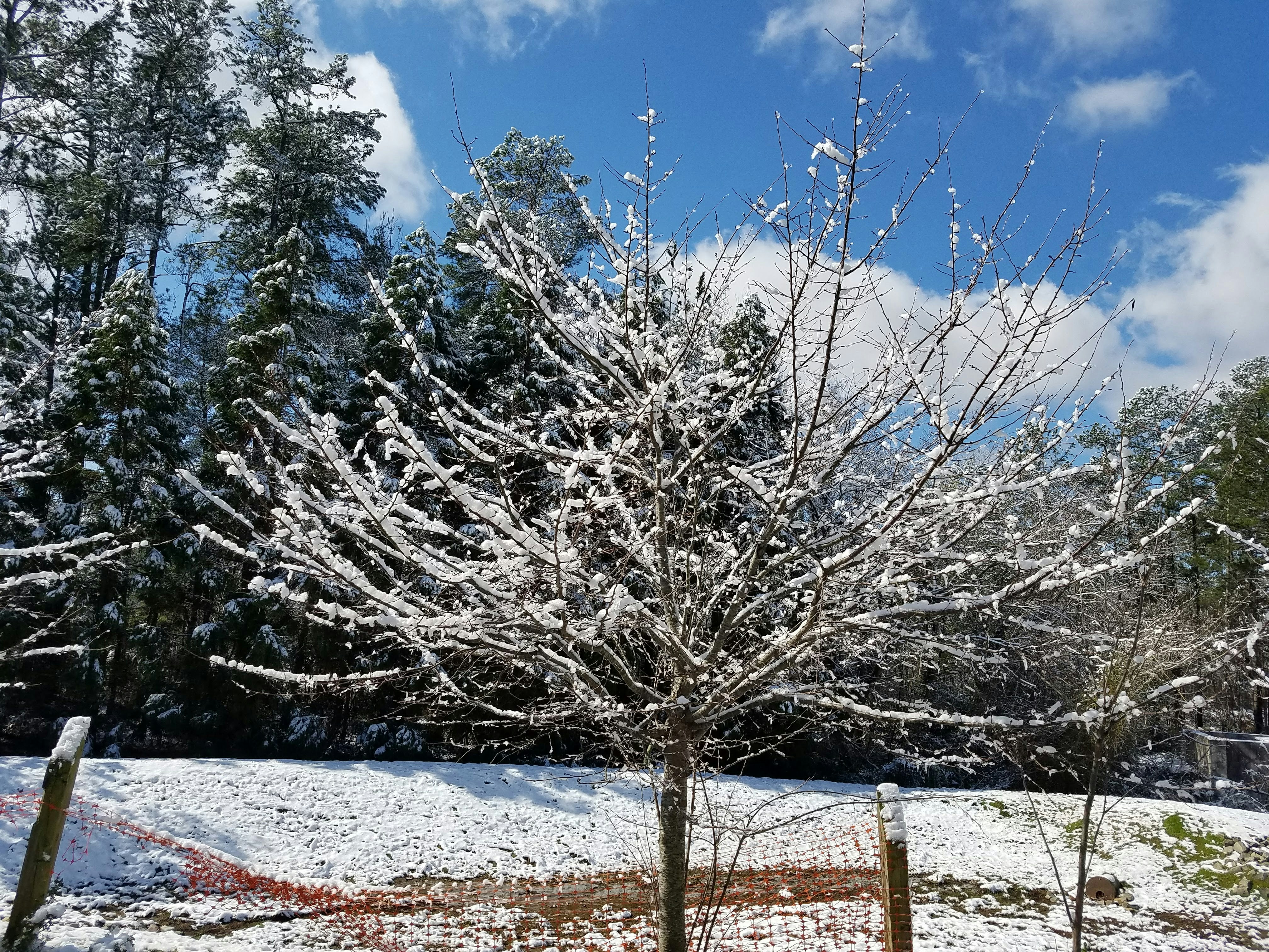 Winter's Whisper Under a Bright Sky