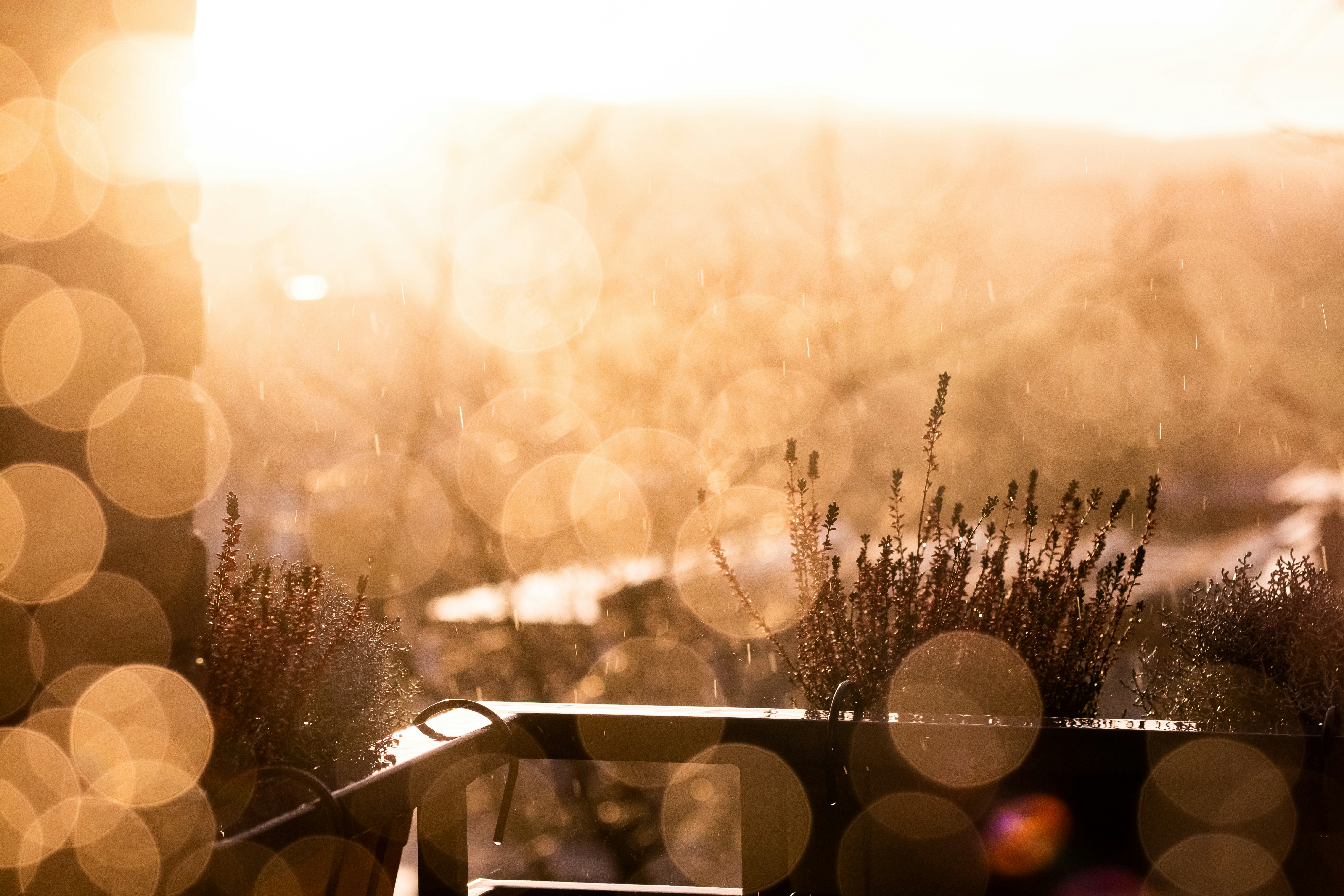 Sunlit Lavender by the Bench: Golden Hour with Bokeh Orbs
