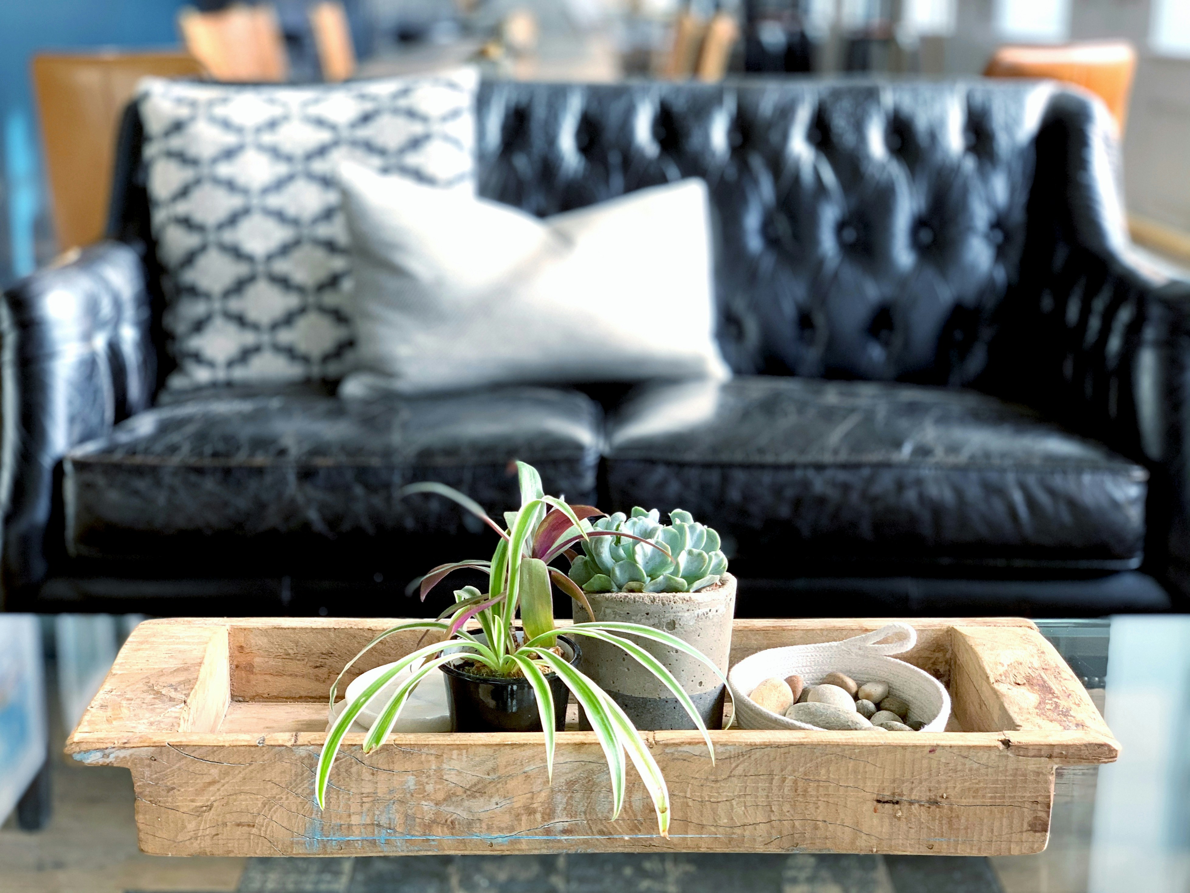 Succulent plants arranged in a rustic tray on a glass table, with a black leather couch and decorative pillows in the background.