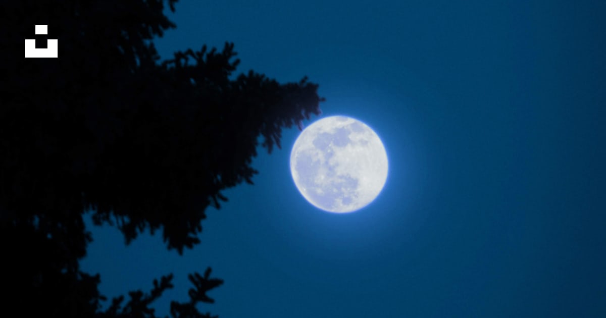 夜の木々の上の満月の写真 Unsplashの間の無料画像
