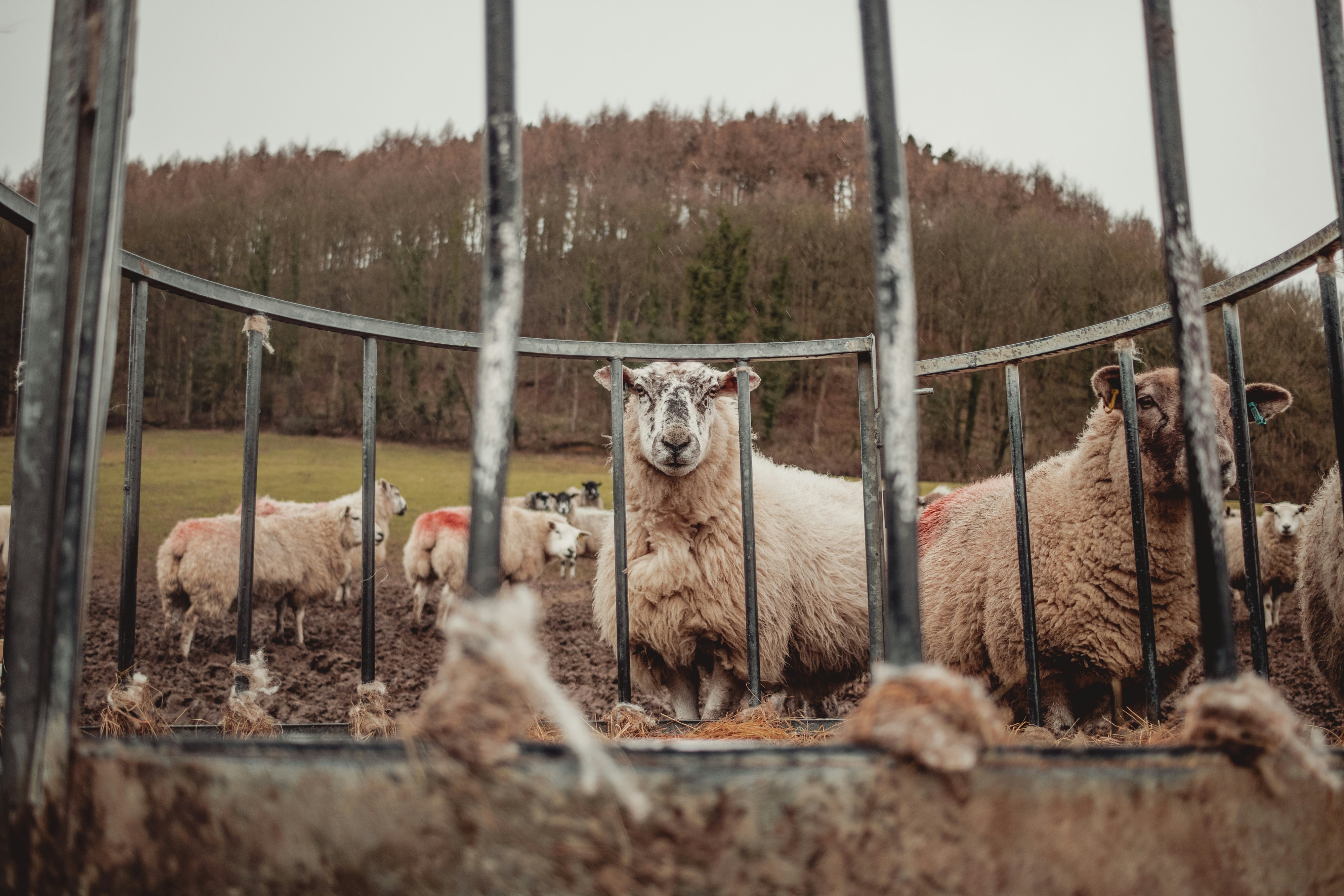 In the Ring: The Central Sheep's Gaze Through Metal Bars