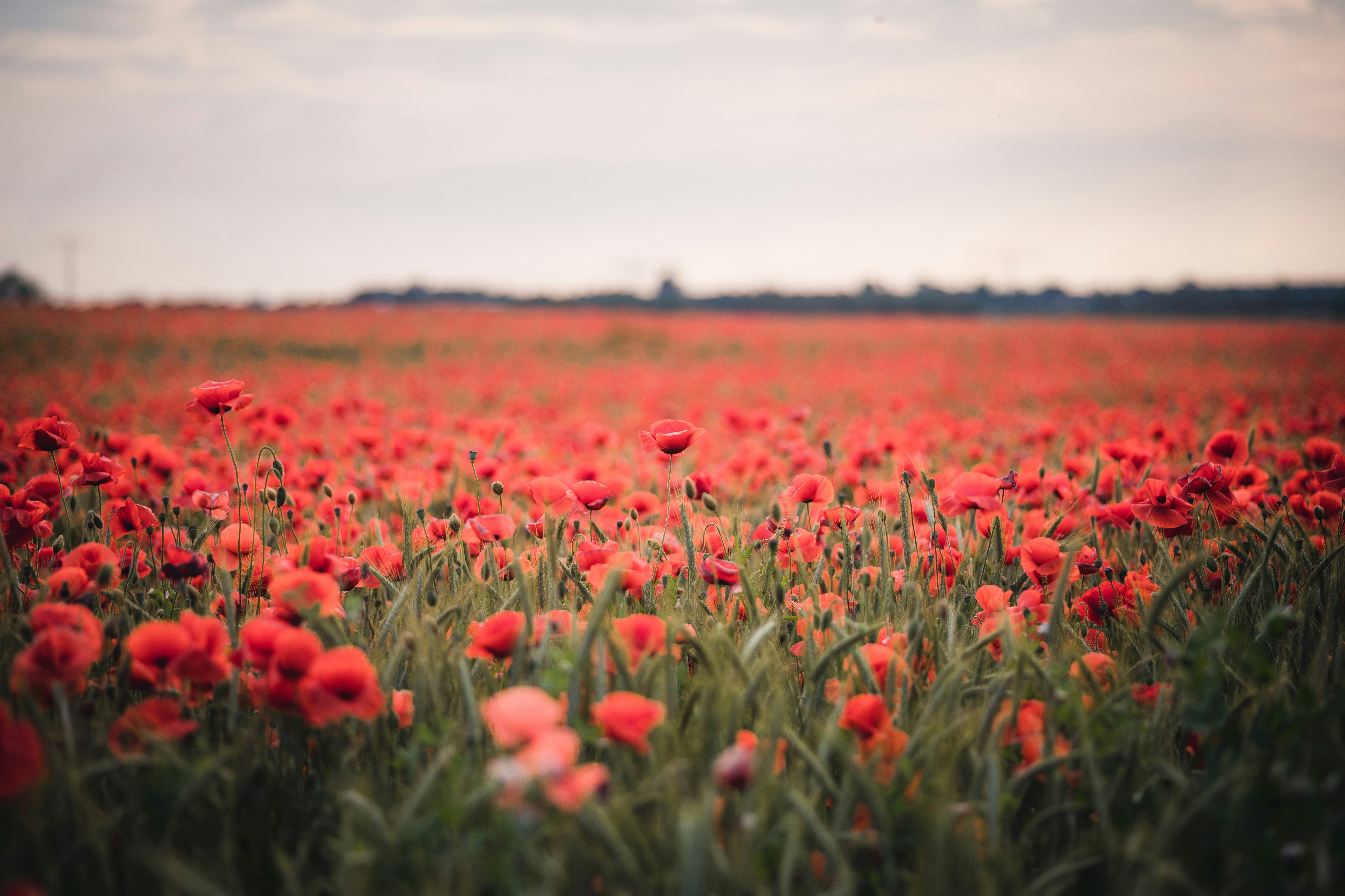 red flower field during daytime photo – Free Plant Image on Unsplash