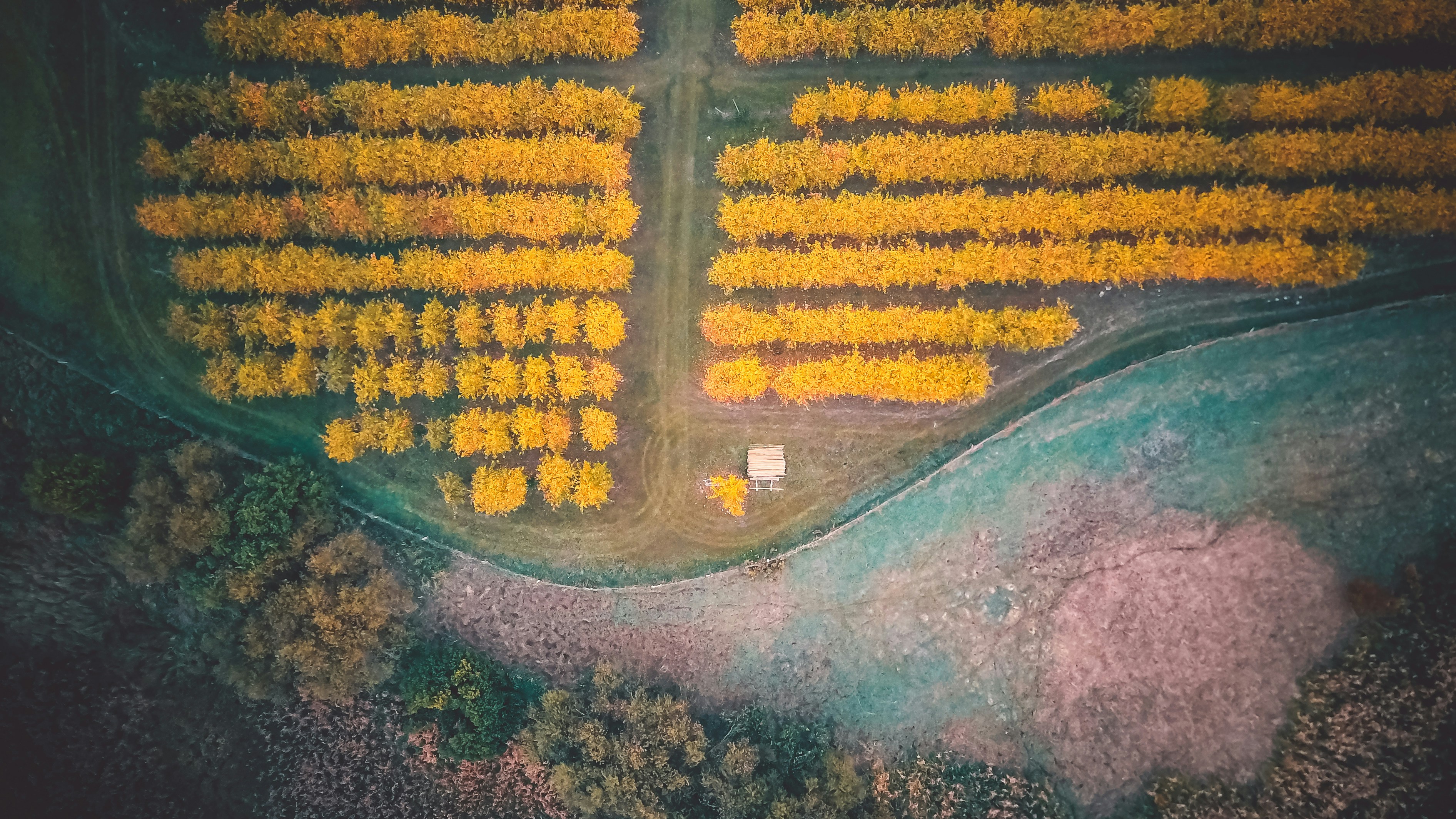 Autumn Orchard Riverbend: Aerial Patterns and Shadowed Edge
