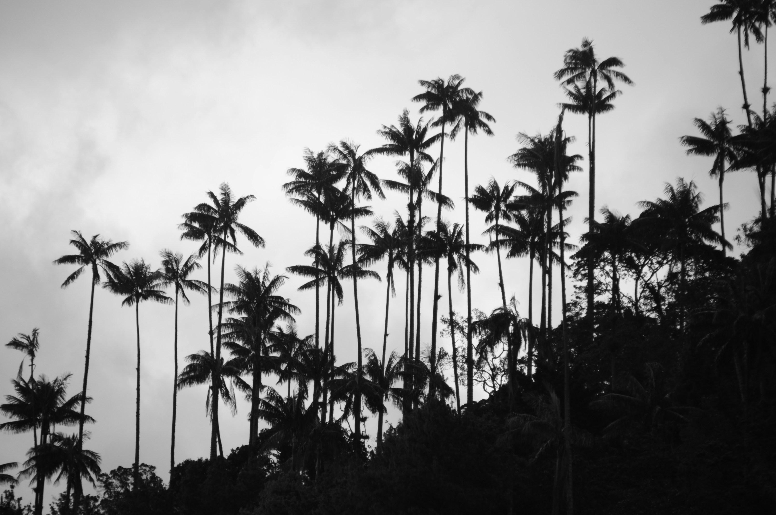 Grayscale photo of palm trees photo – Free Blue Image on Unsplash