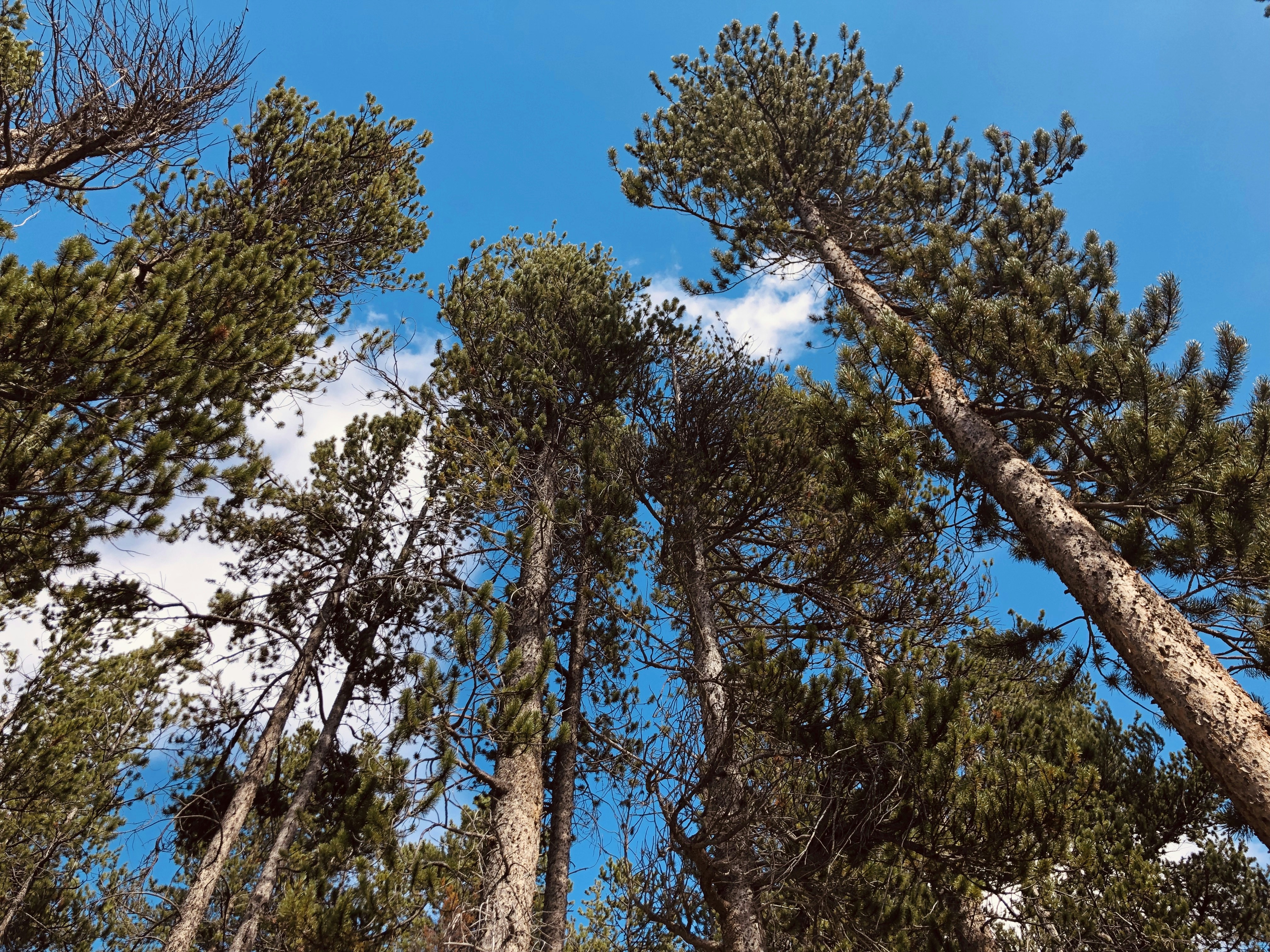 green and brown trees under blue sky during daytime