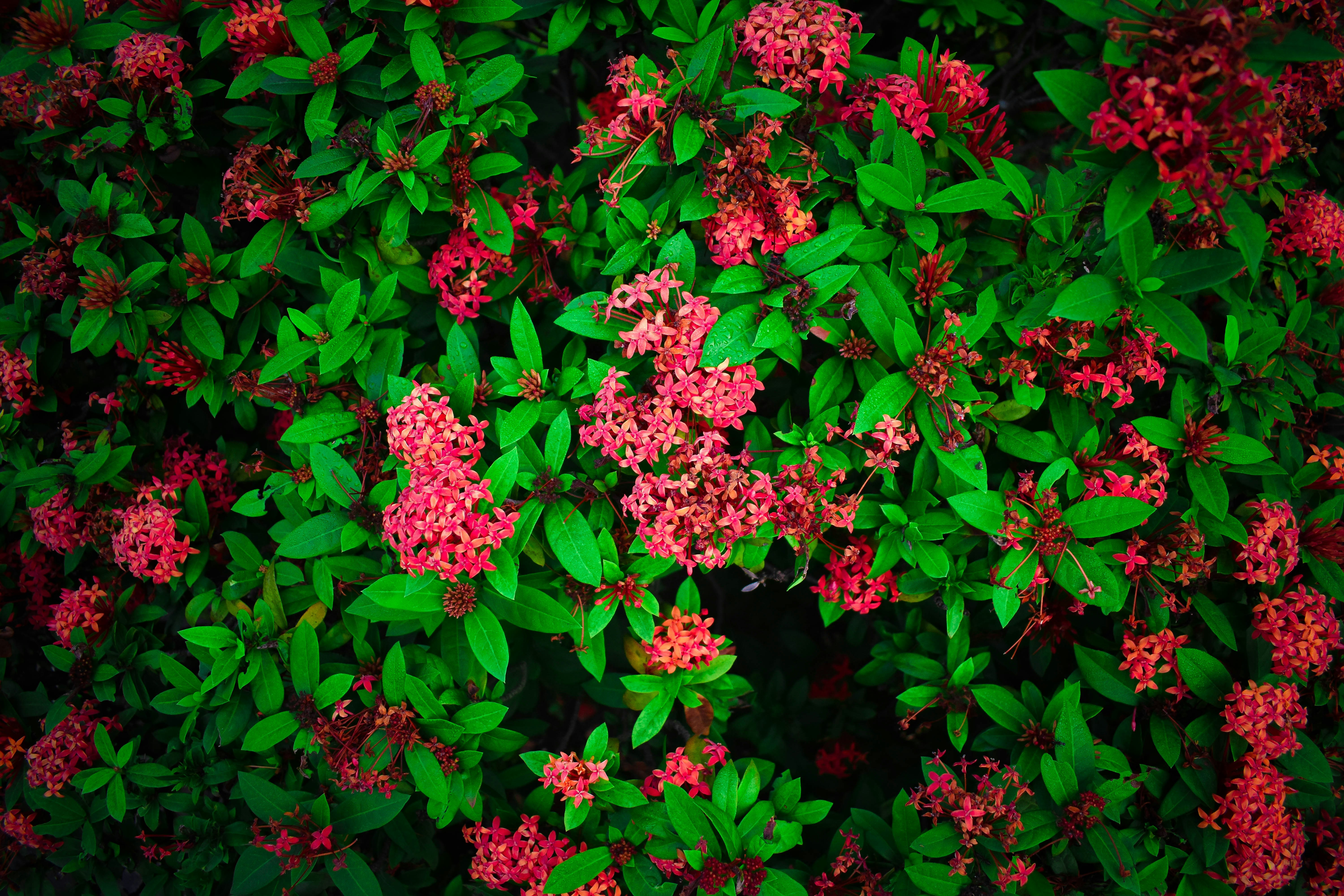 pink flowers with green leaves
