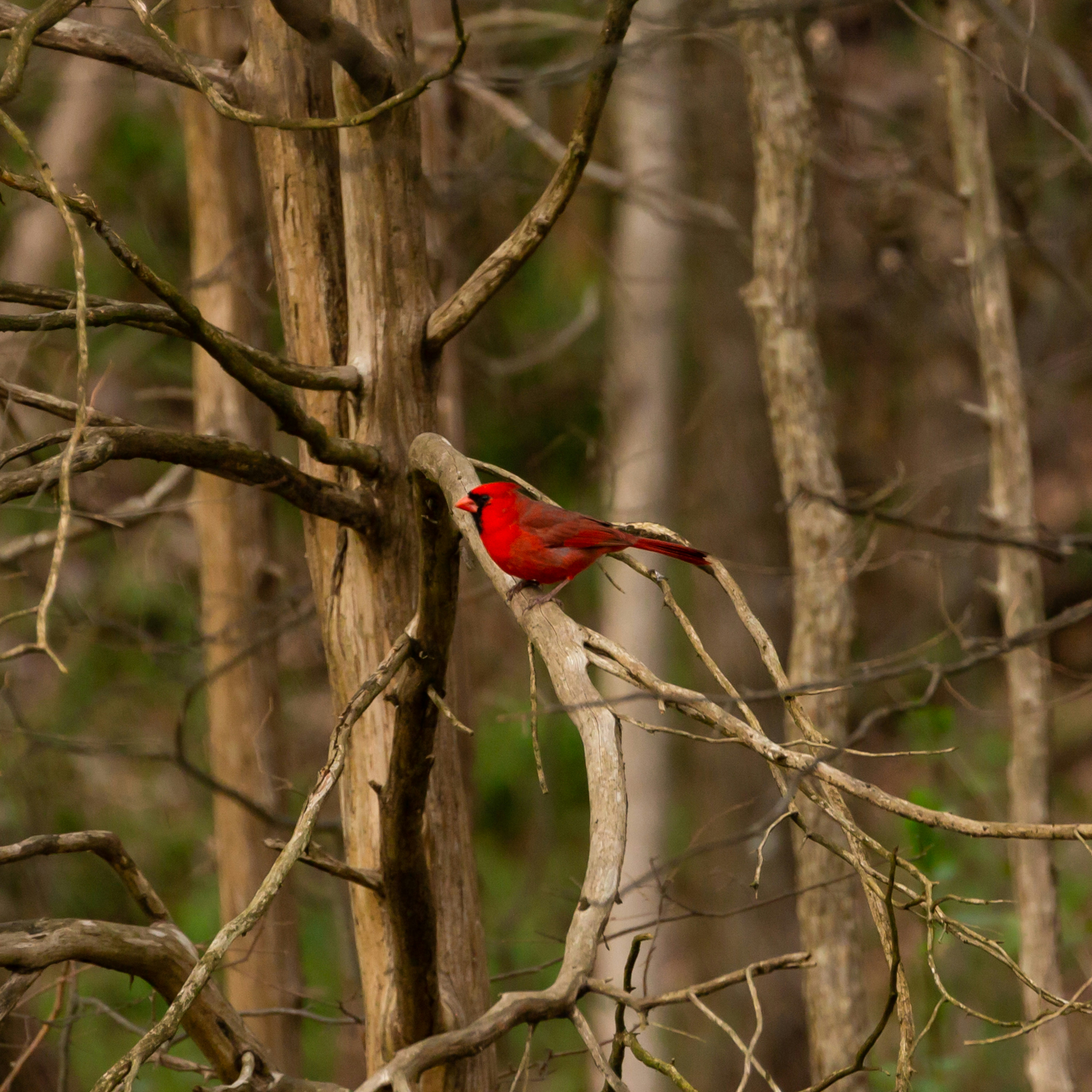 Cardinal Bird Pictures | Download Free Images on Unsplash