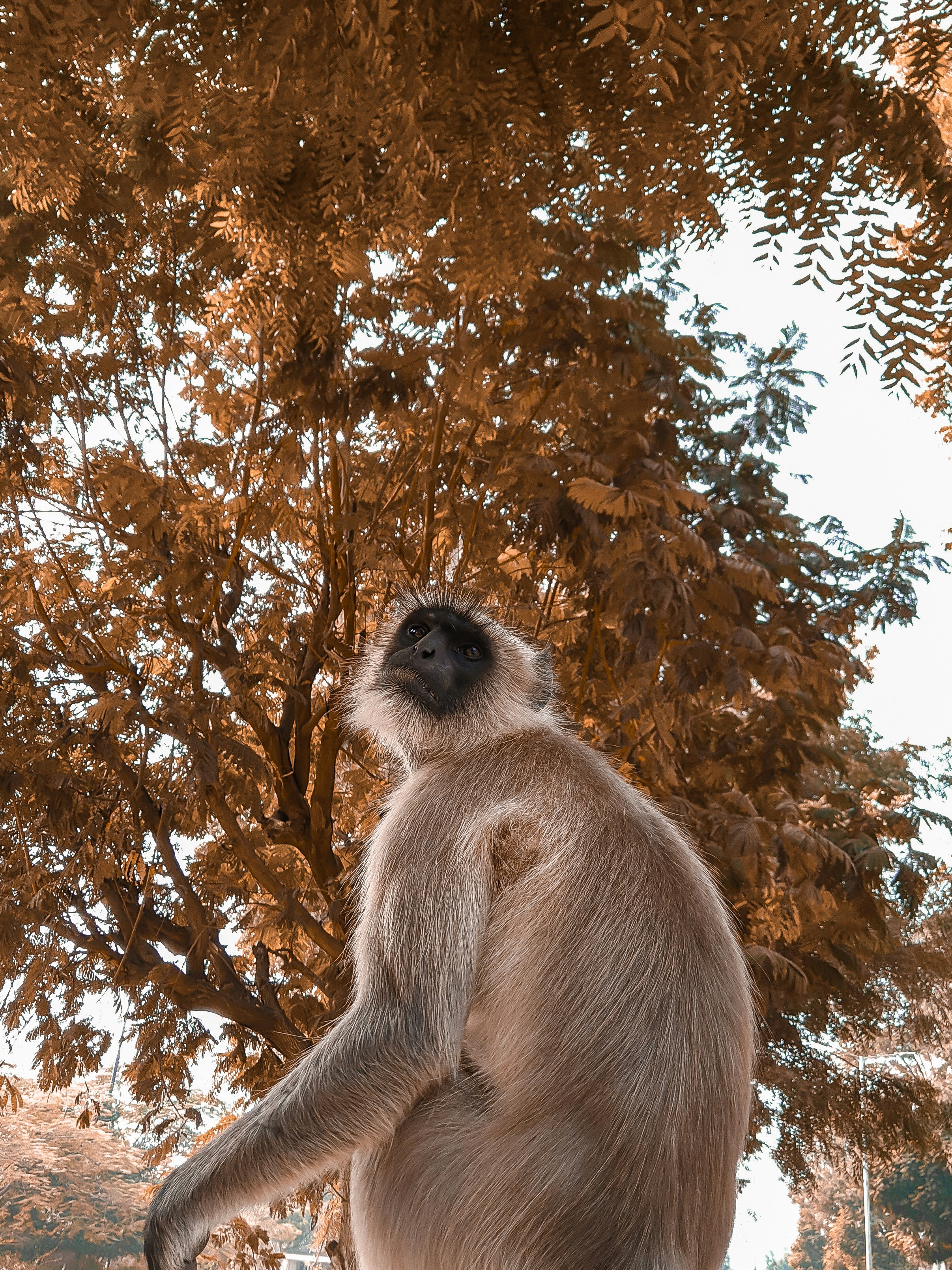 A gray langur perched beneath a canopy of foliage, observing its surroundings with keen interest.