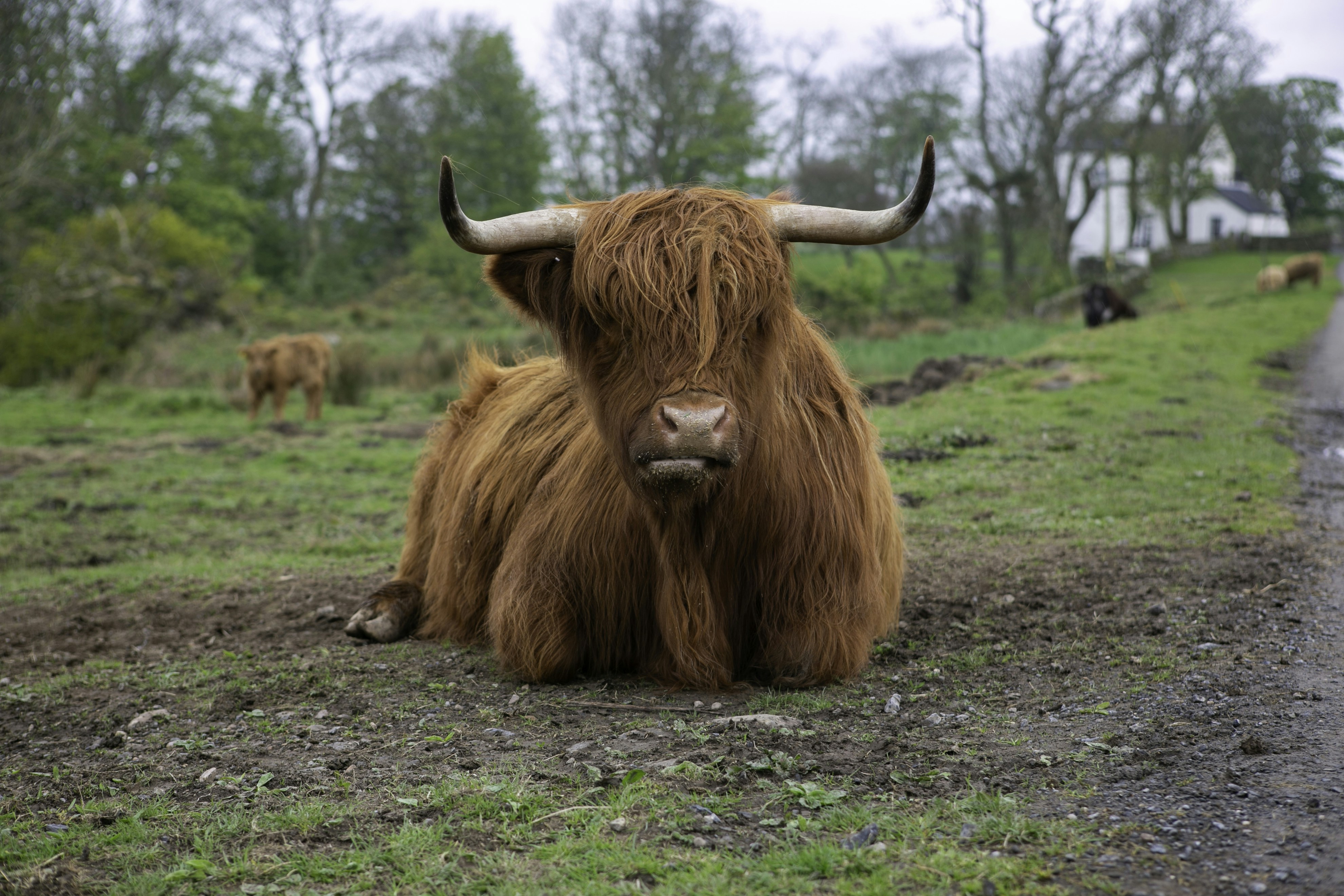 Highland cattle