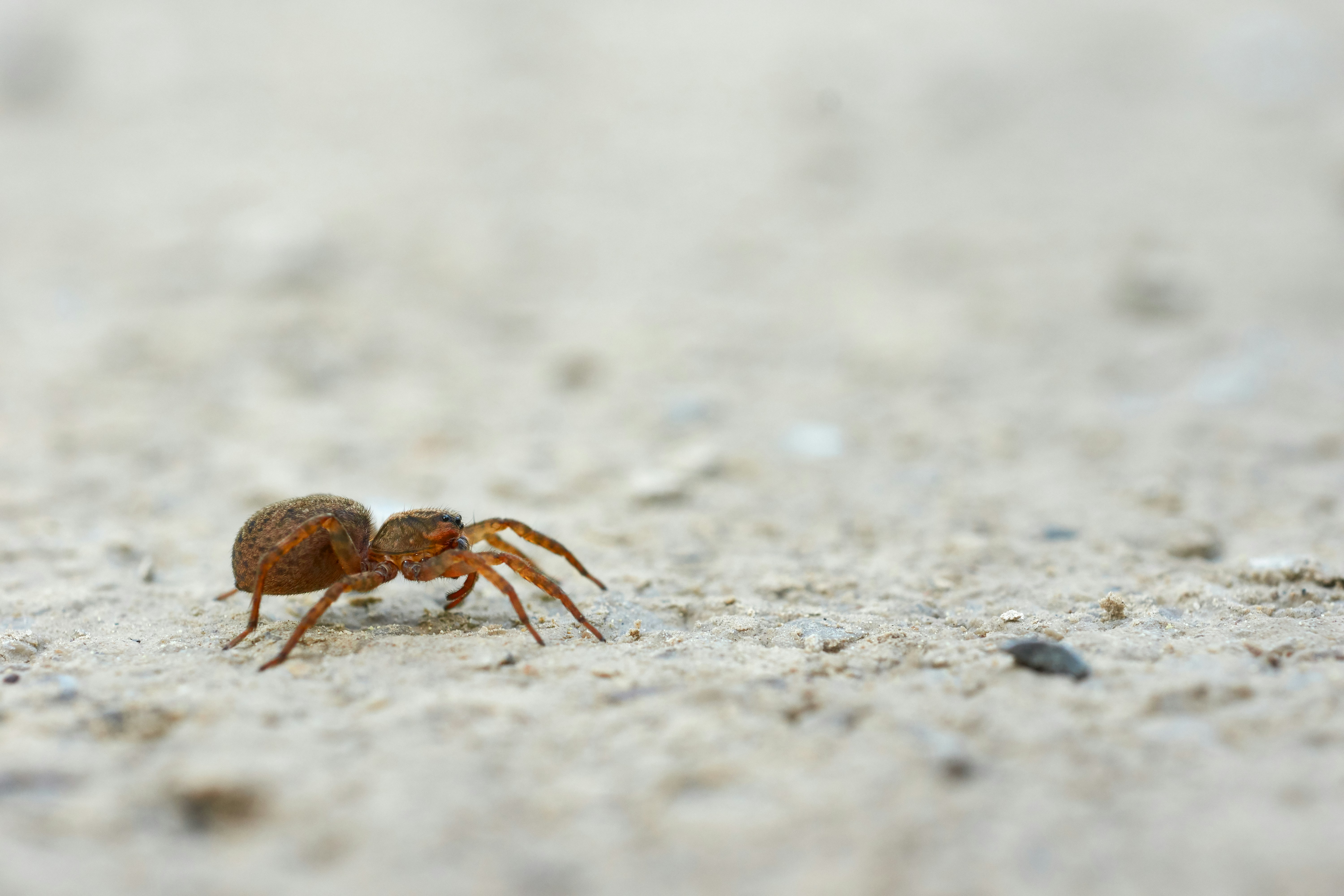 A close-up view of a spider traversing a textured surface, highlighting its intricate details and natural habitat.
