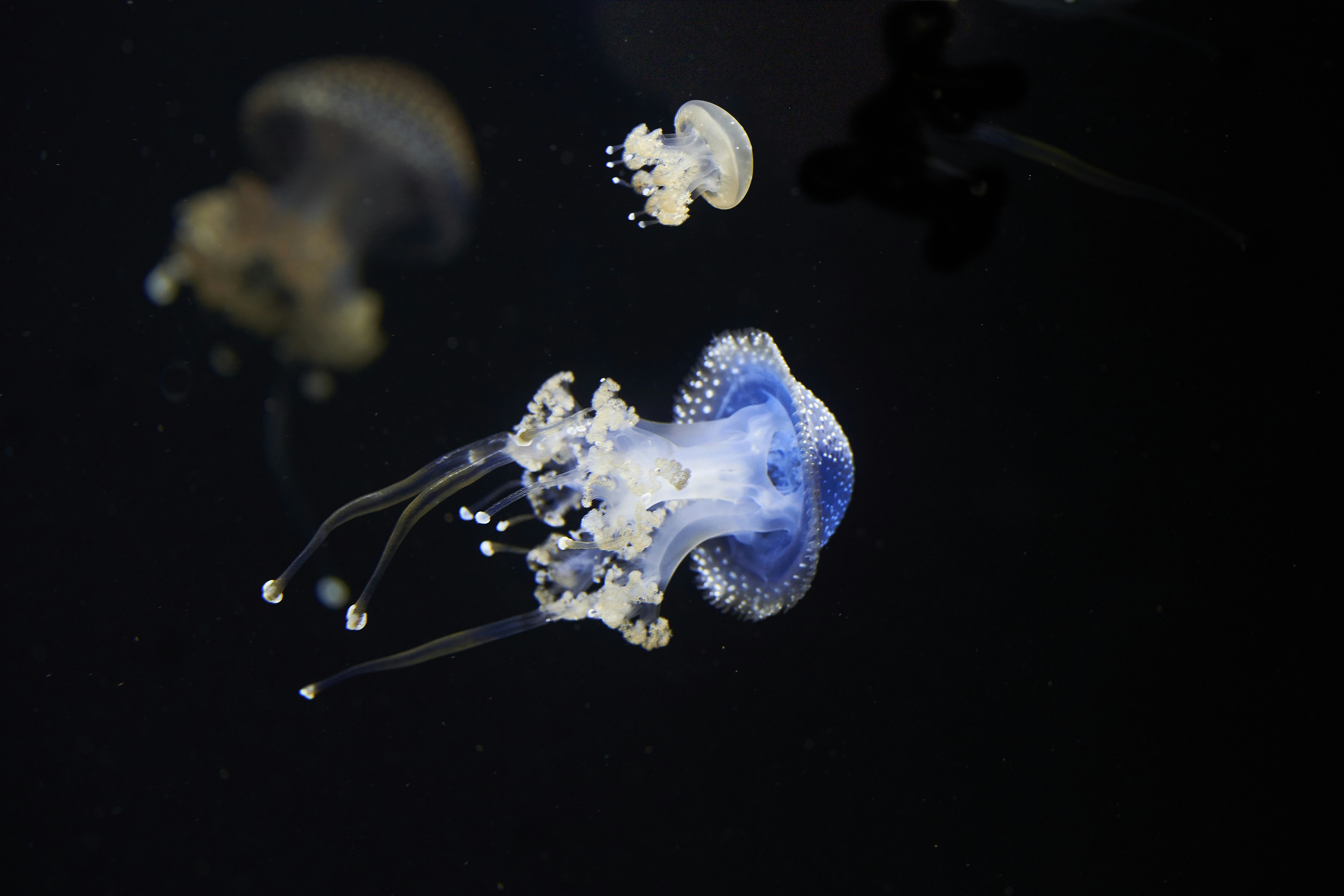 White and gray jellyfish in water photo – Free Sea life Image on Unsplash