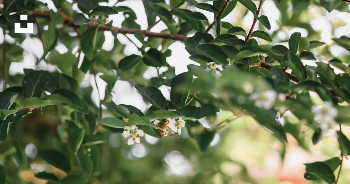 Foto Hojas Verdes Con Flores Blancas Imagen Brasil Gratis En Unsplash