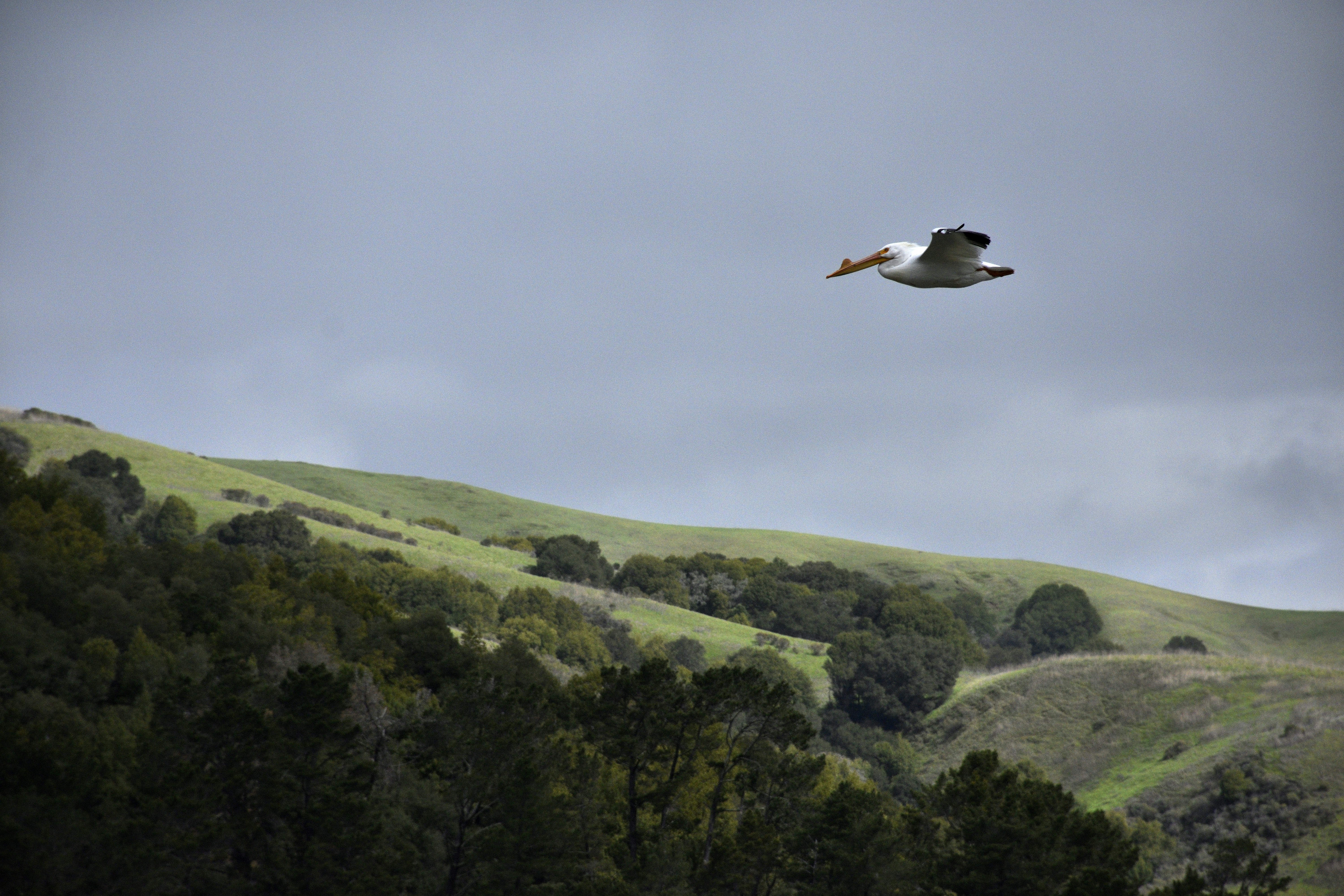 Winged Silhouette Over the Emerald Ridge