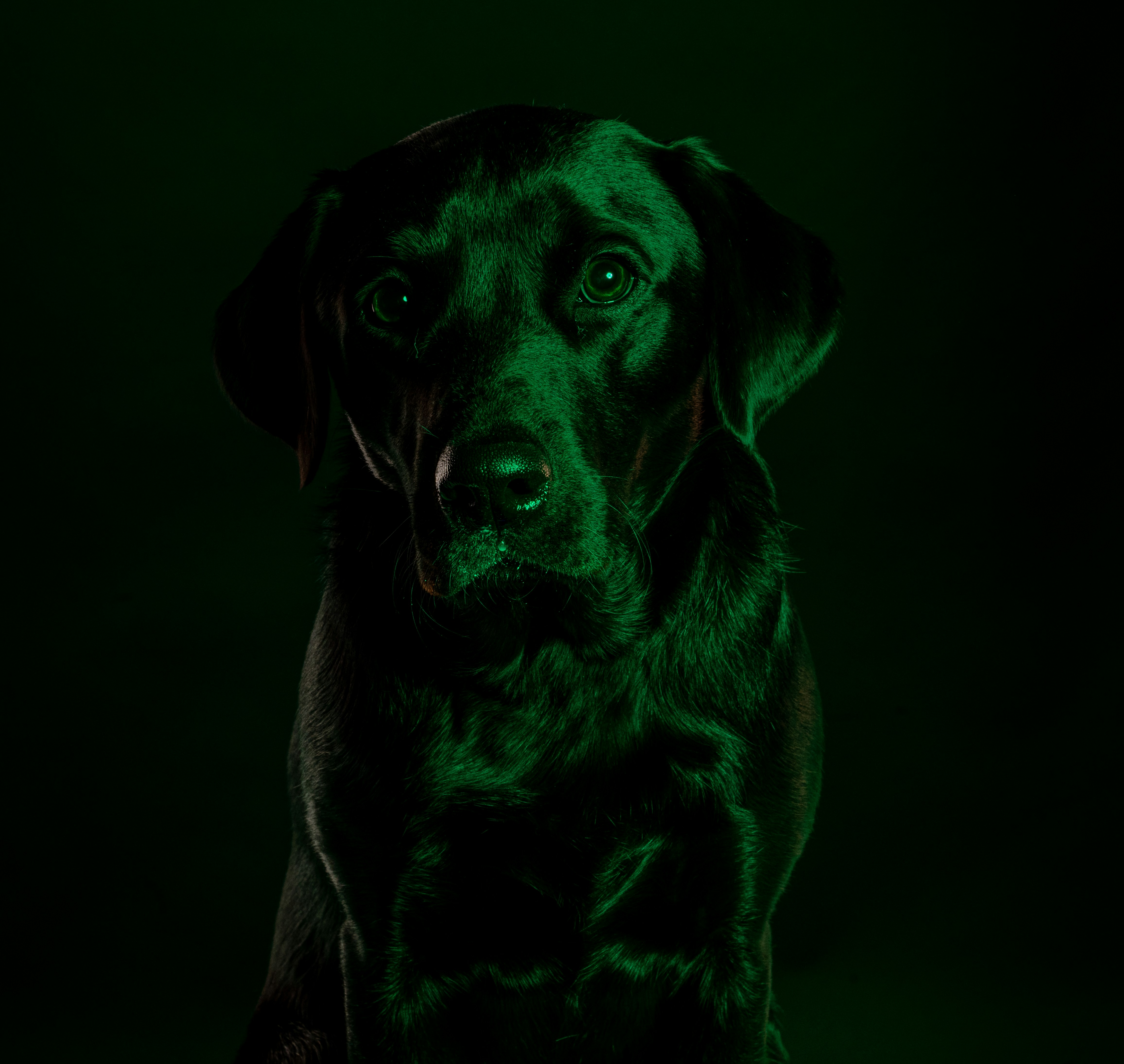 Black labrador retriever puppy on grayscale photography photo – Free ...