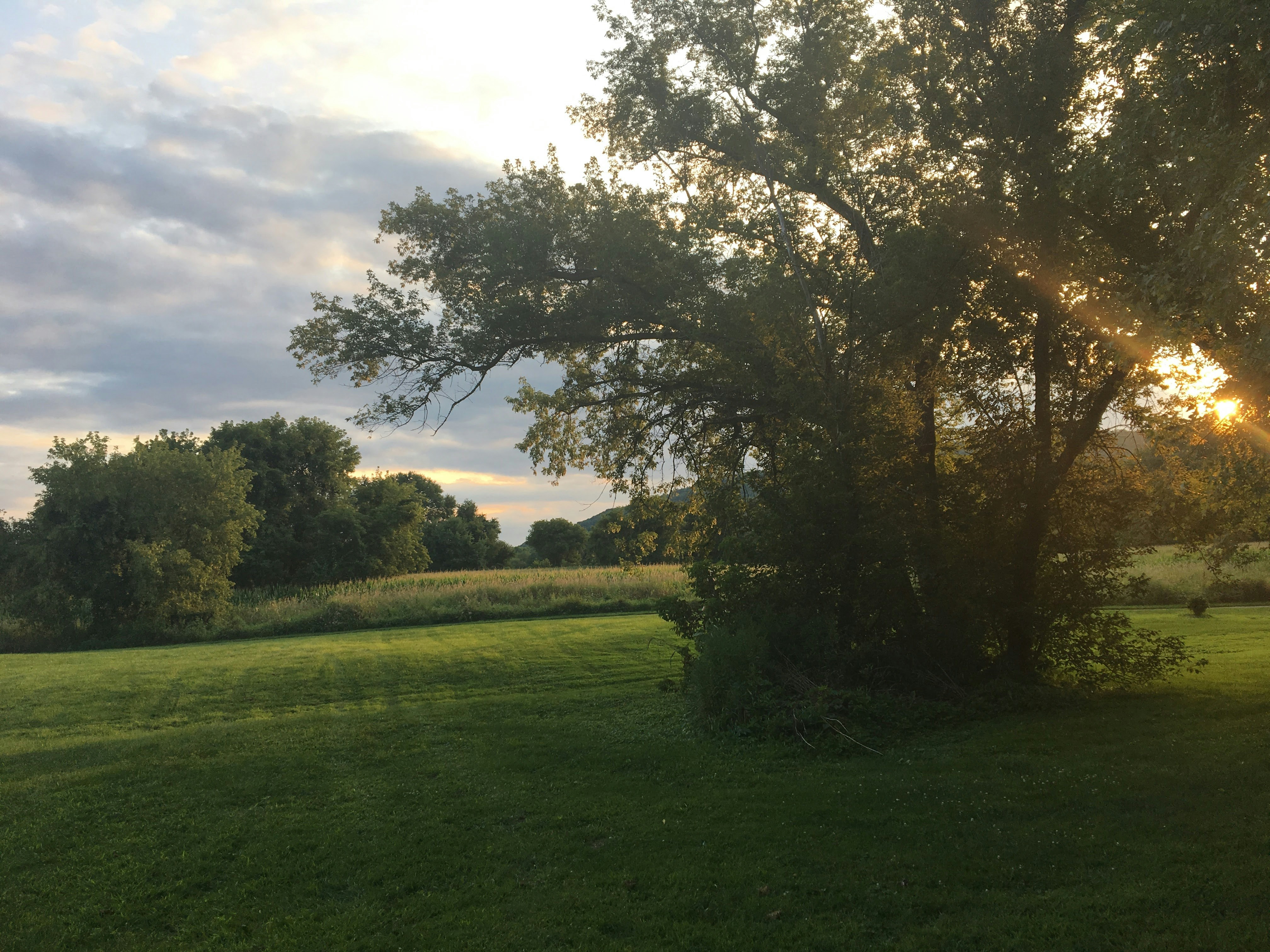 green grass field with trees under blue sky during daytime