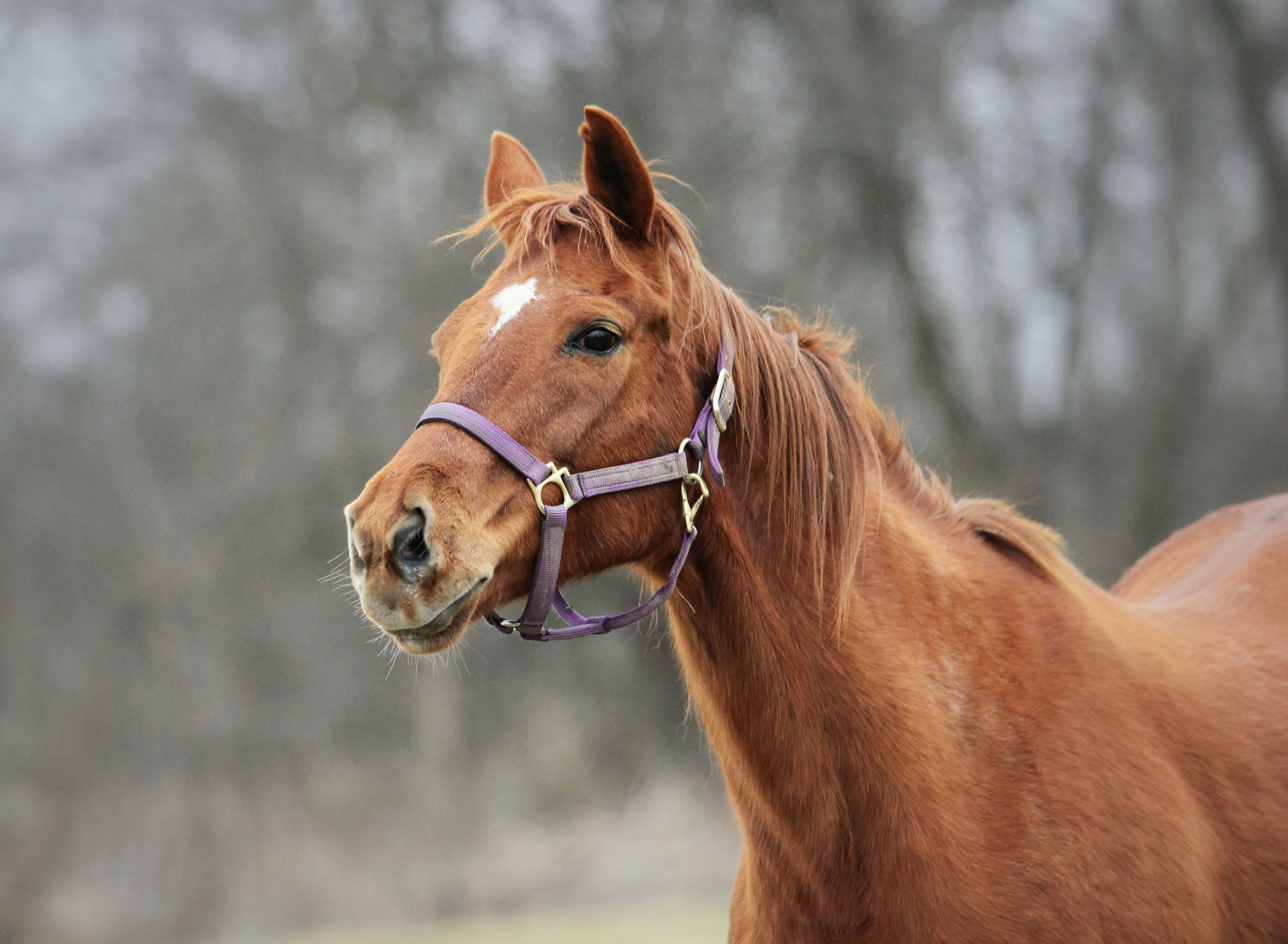 Bridle Pictures | Download Free Images on Unsplash