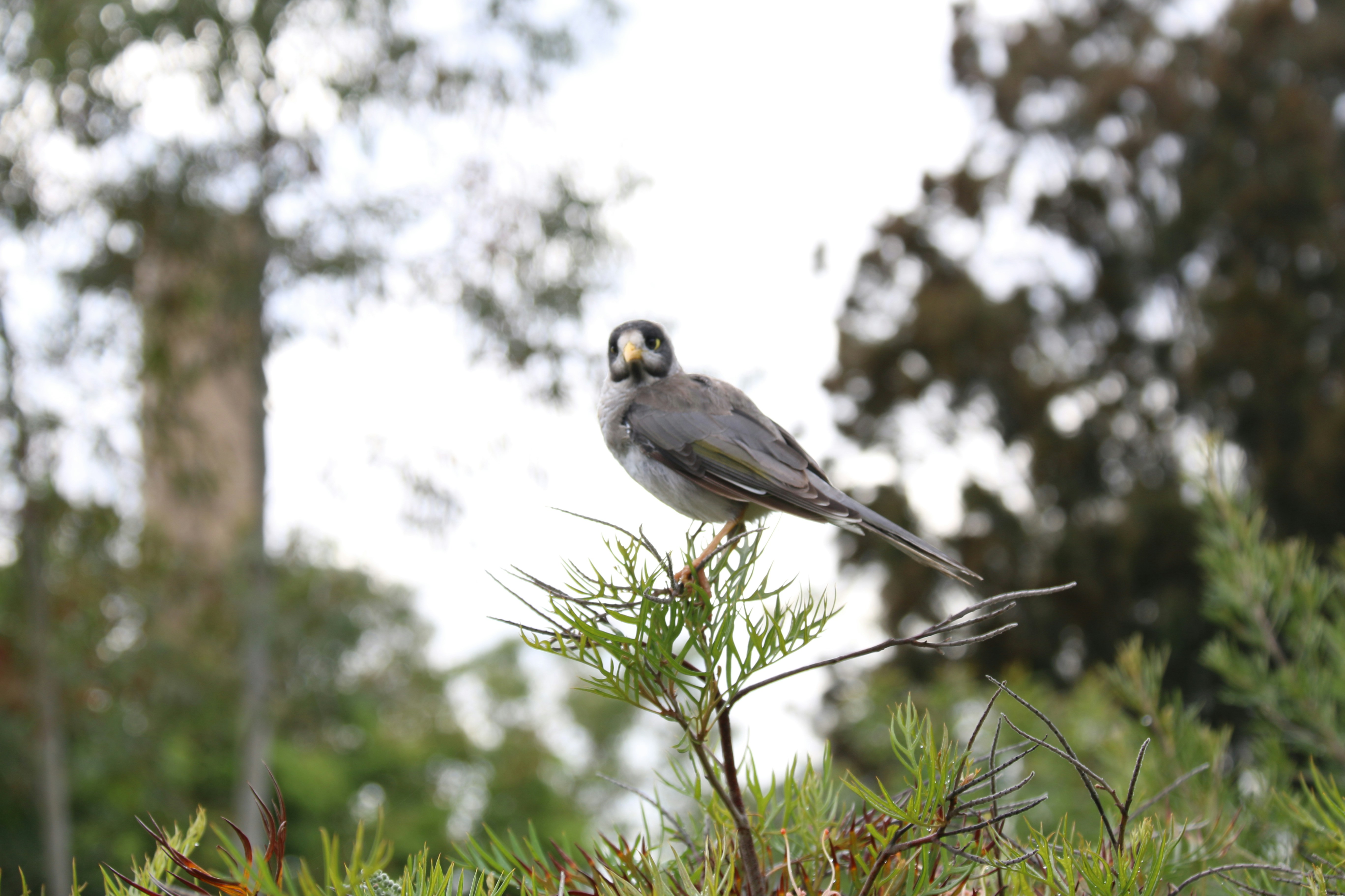 gray and white bird on brown tree branch during daytime