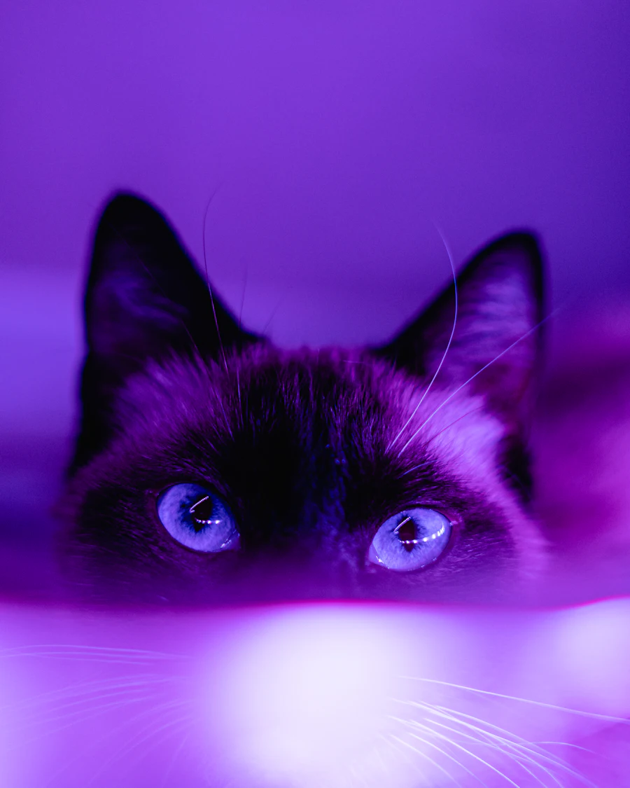 Close-up of a cat peeking over a soft foreground blur, with bright blue eyes and ears lit in vivid purple tones.
