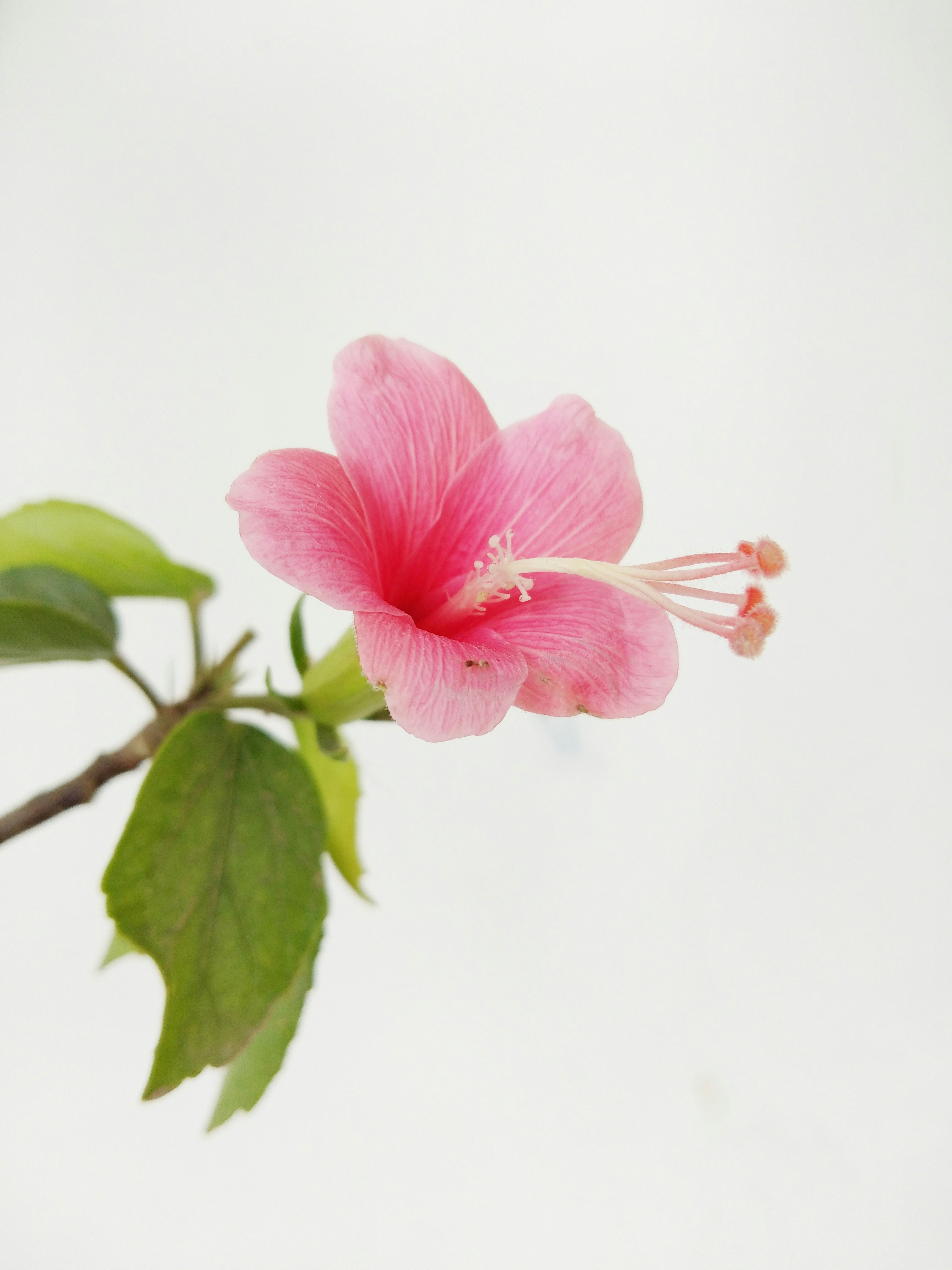 A vibrant pink hibiscus flower with lush green leaves, set against a soft white background, showcasing its intricate details and natural beauty.
