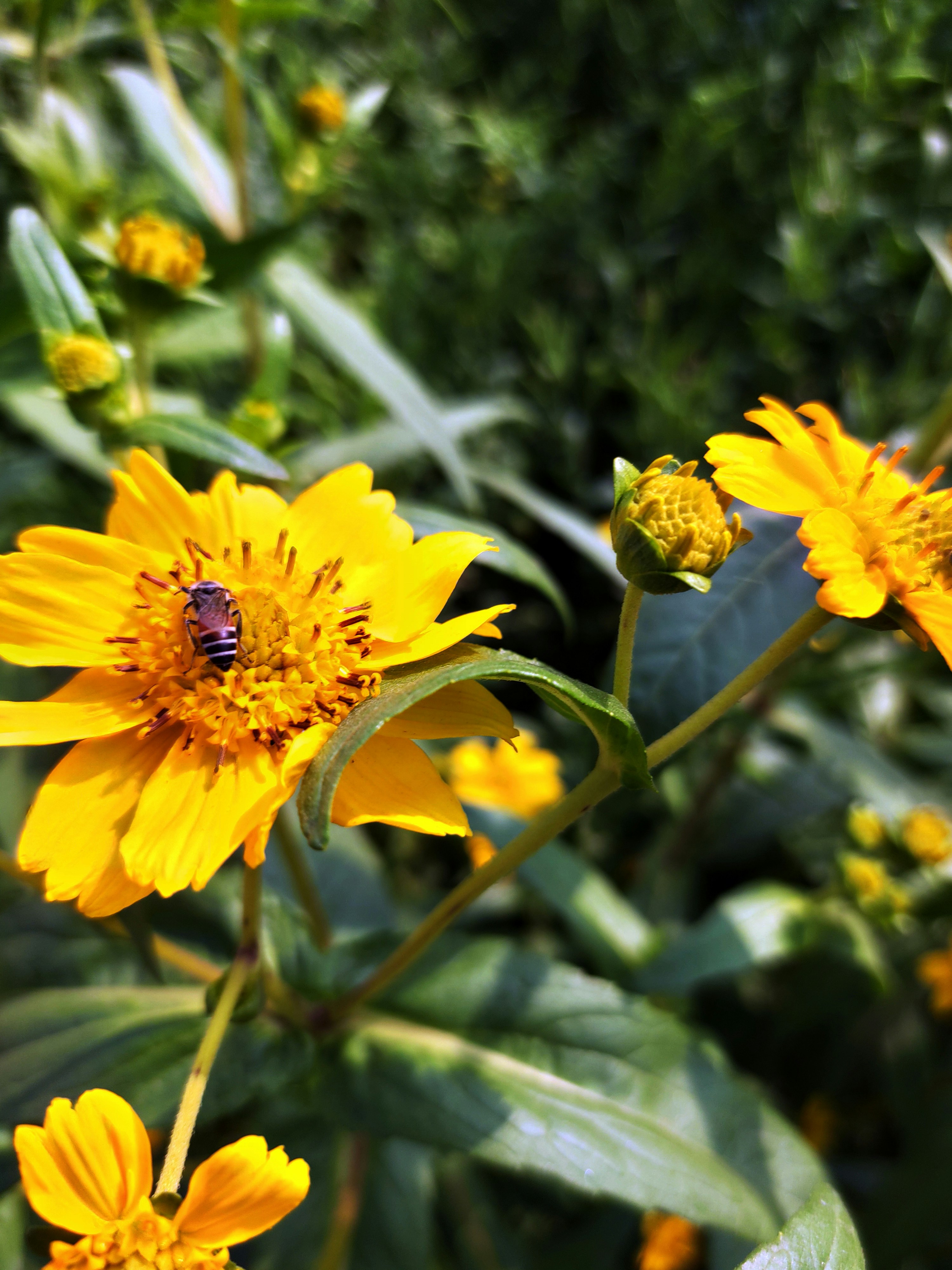 Yellow sunflower in bloom during daytime photo – Free Plant Image on ...