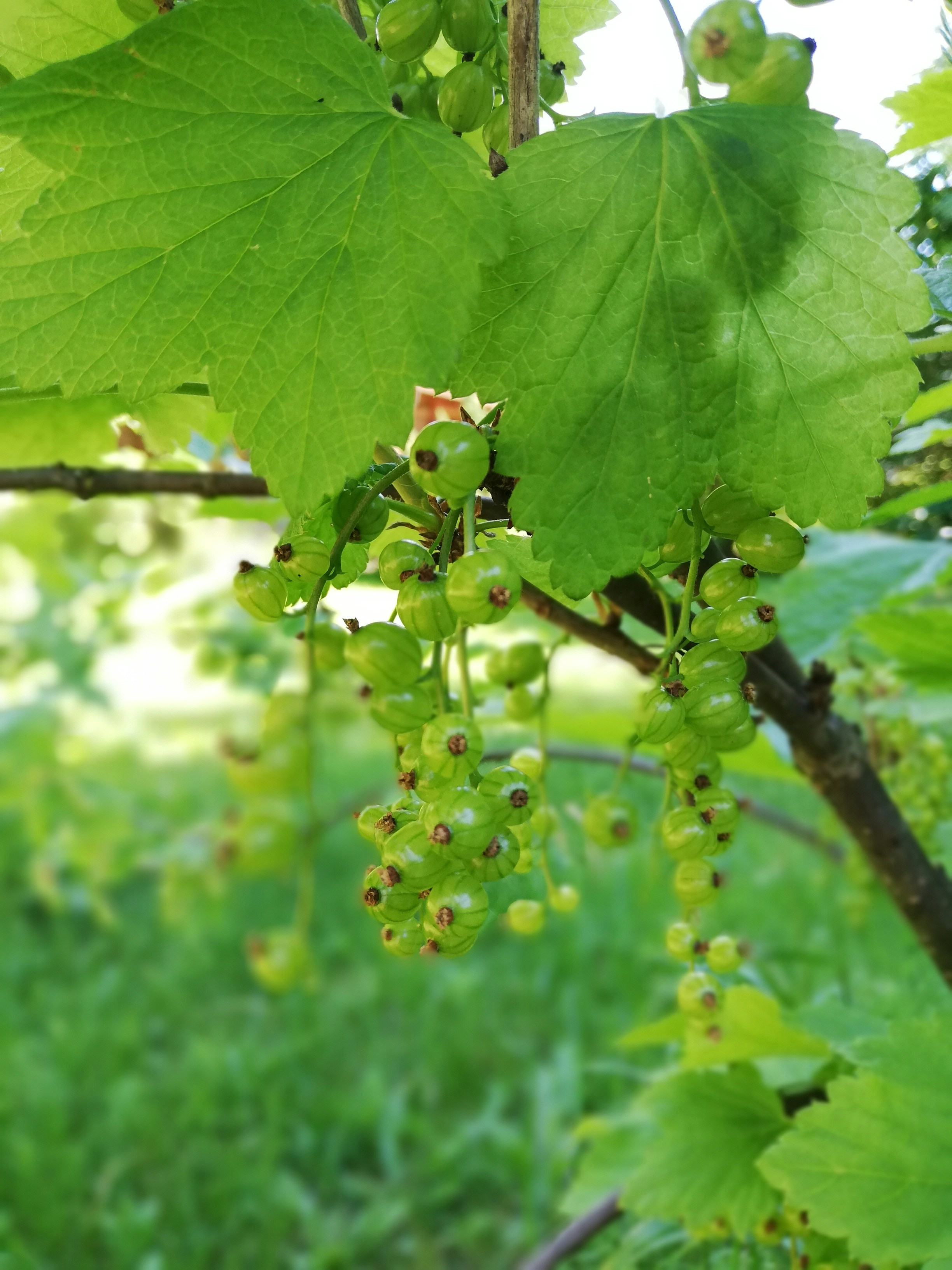 Grape Tree Branch