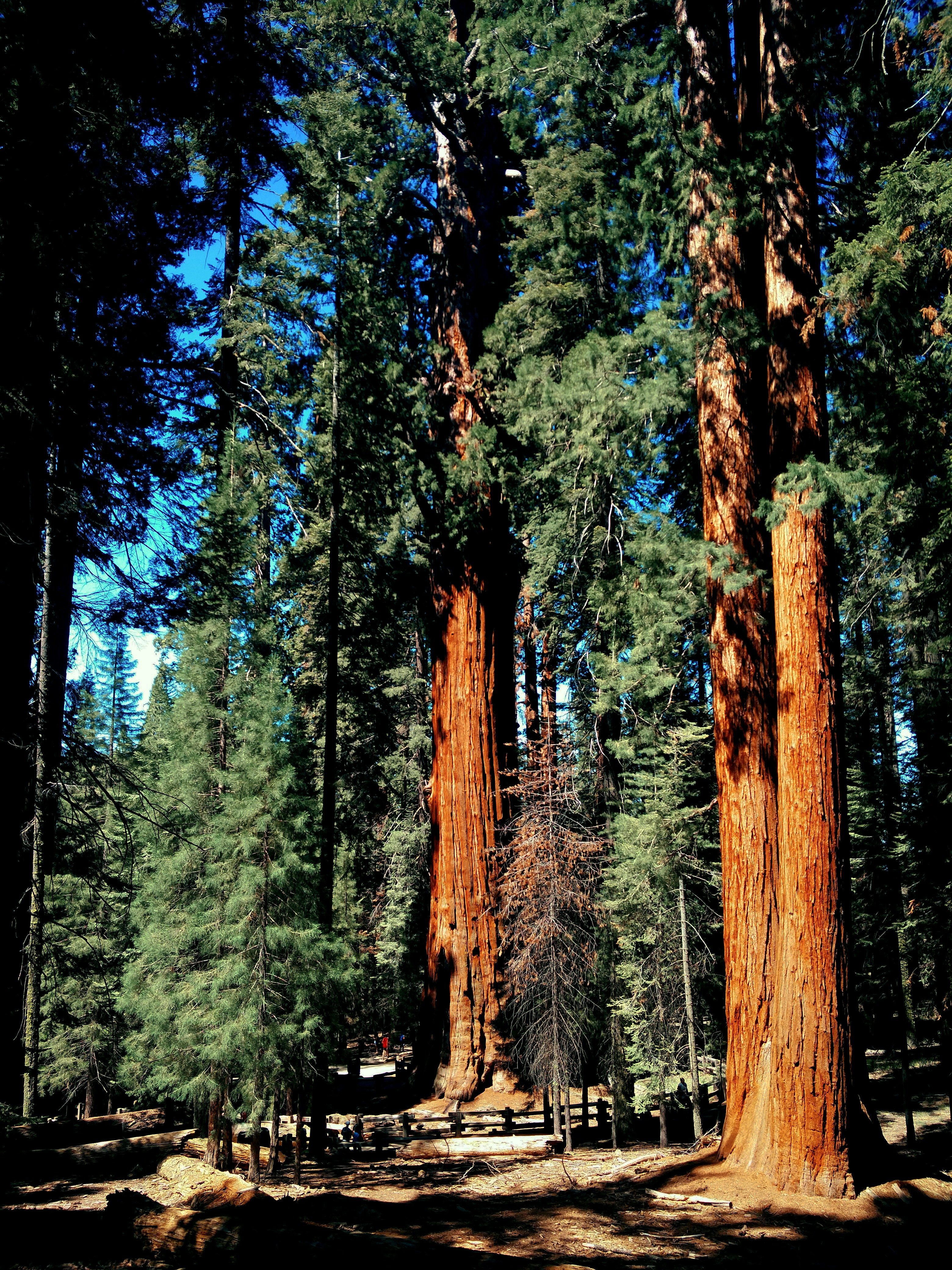 Towering sequoia trees rise amidst a lush forest, their reddish-brown bark contrasting with the vibrant green foliage and clear blue sky.
