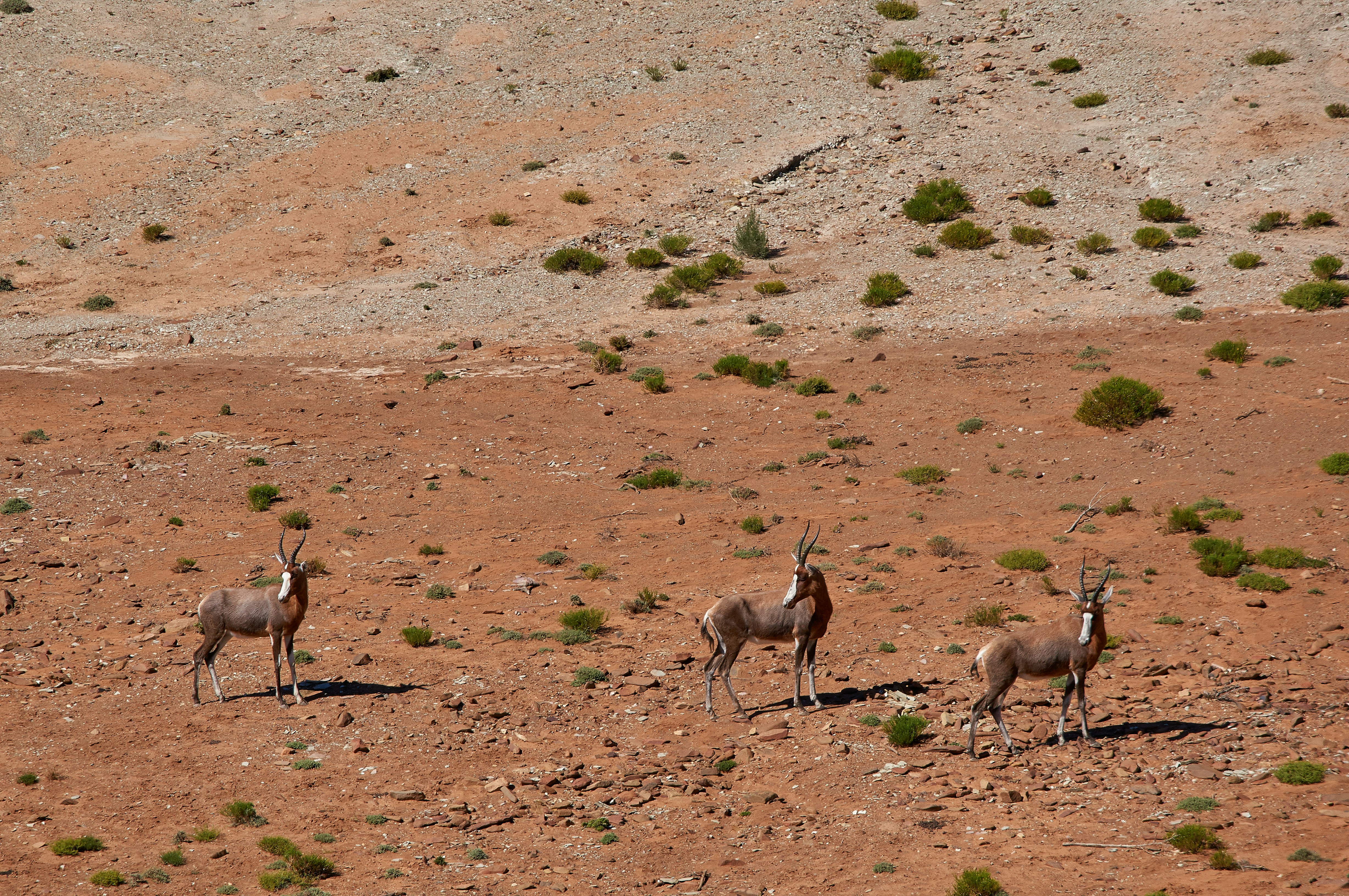Three oryx standing alert in a vast, arid landscape, surrounded by sparse vegetation and rocky terrain.