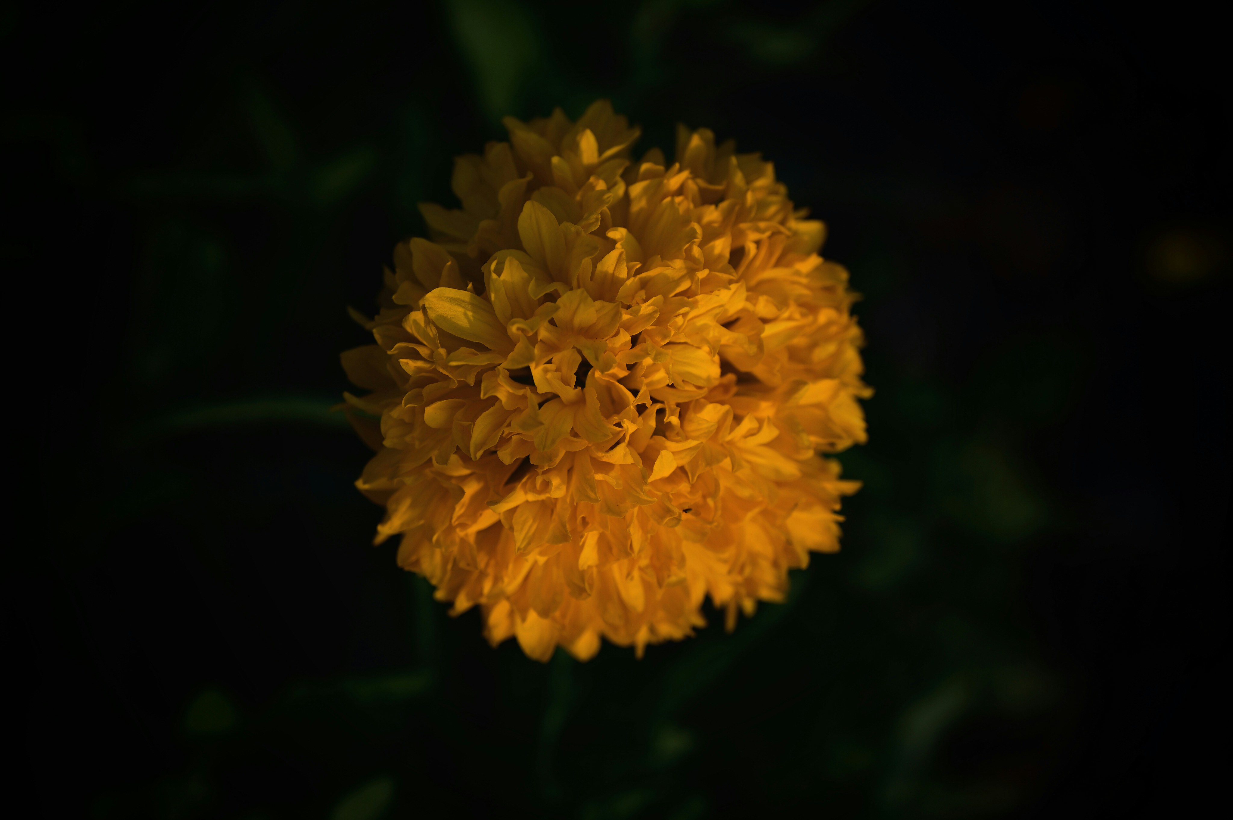 yellow flower in tilt shift lens