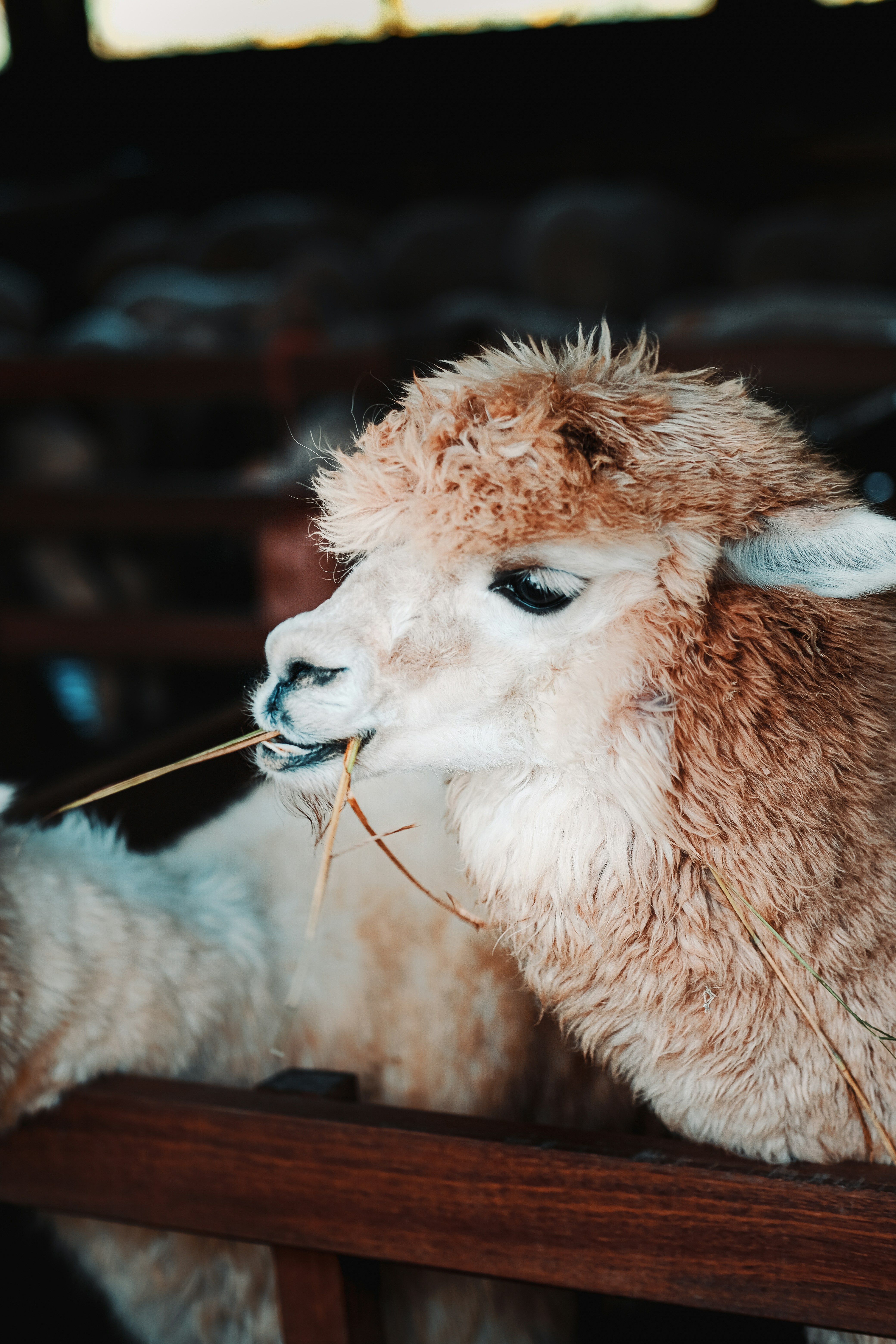 White Alpaca in the farm eating grass
