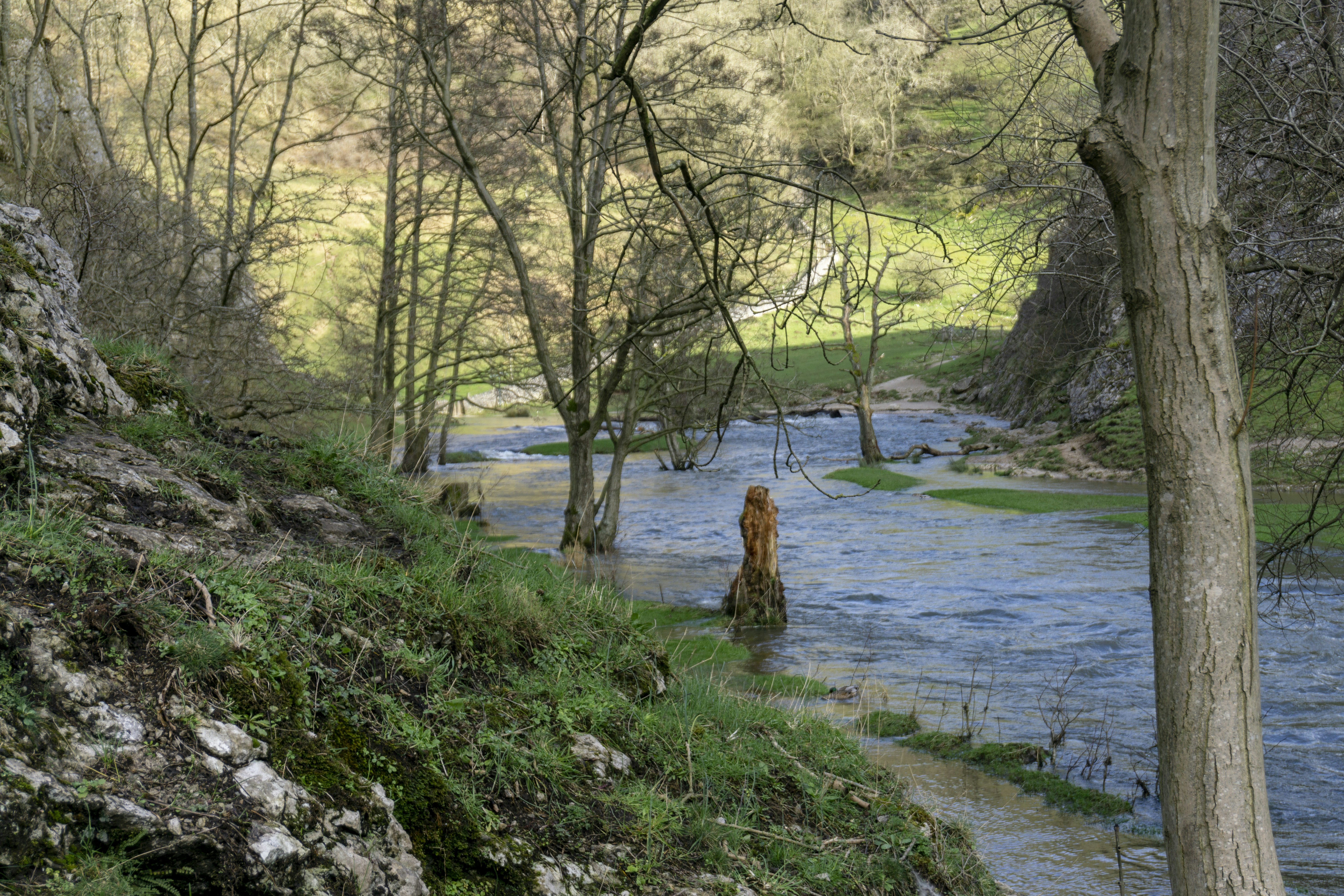 River bend through a shaded woodland