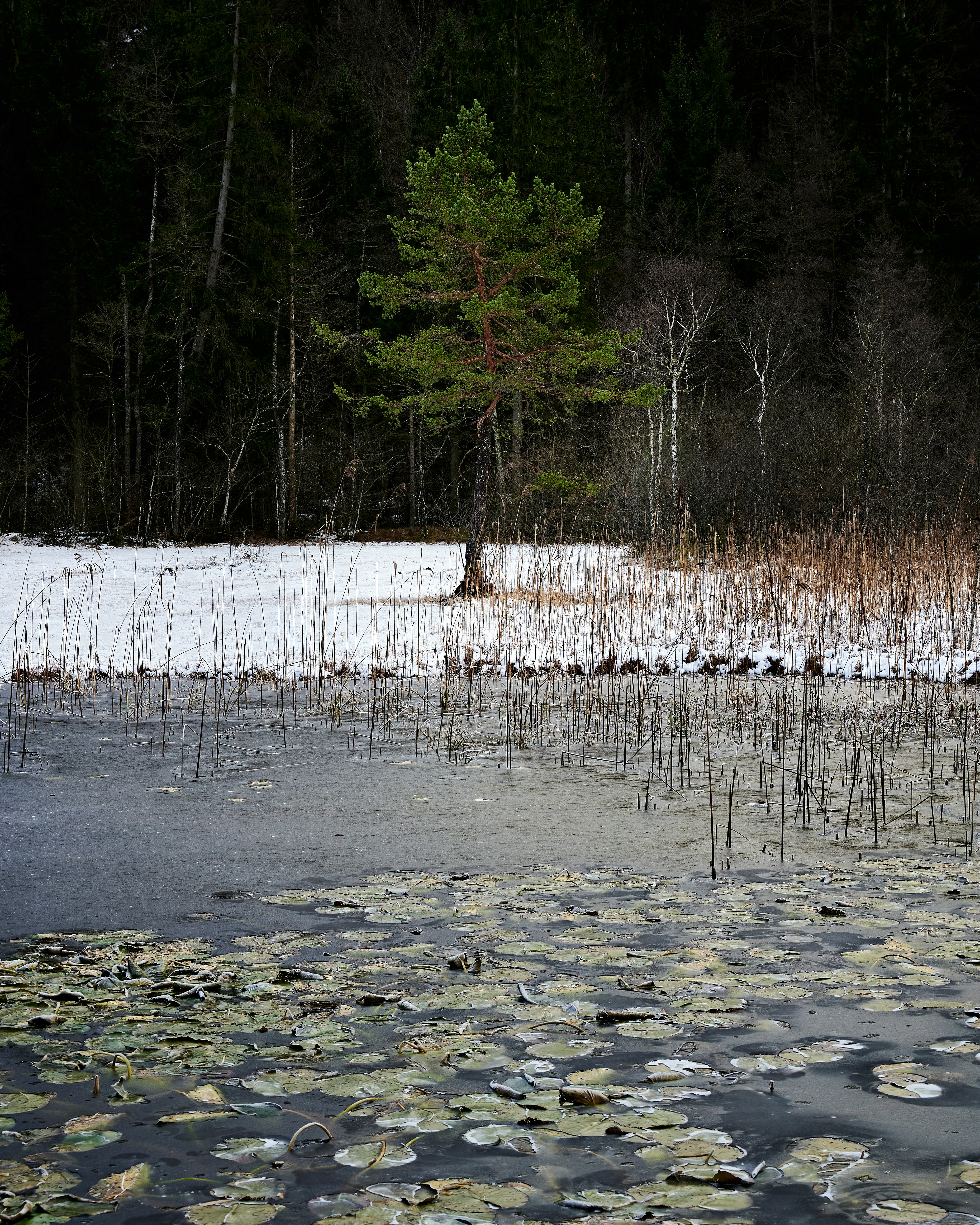 Snowy Shoreline Sentinel: Lone Pine by the Frigid Marsh