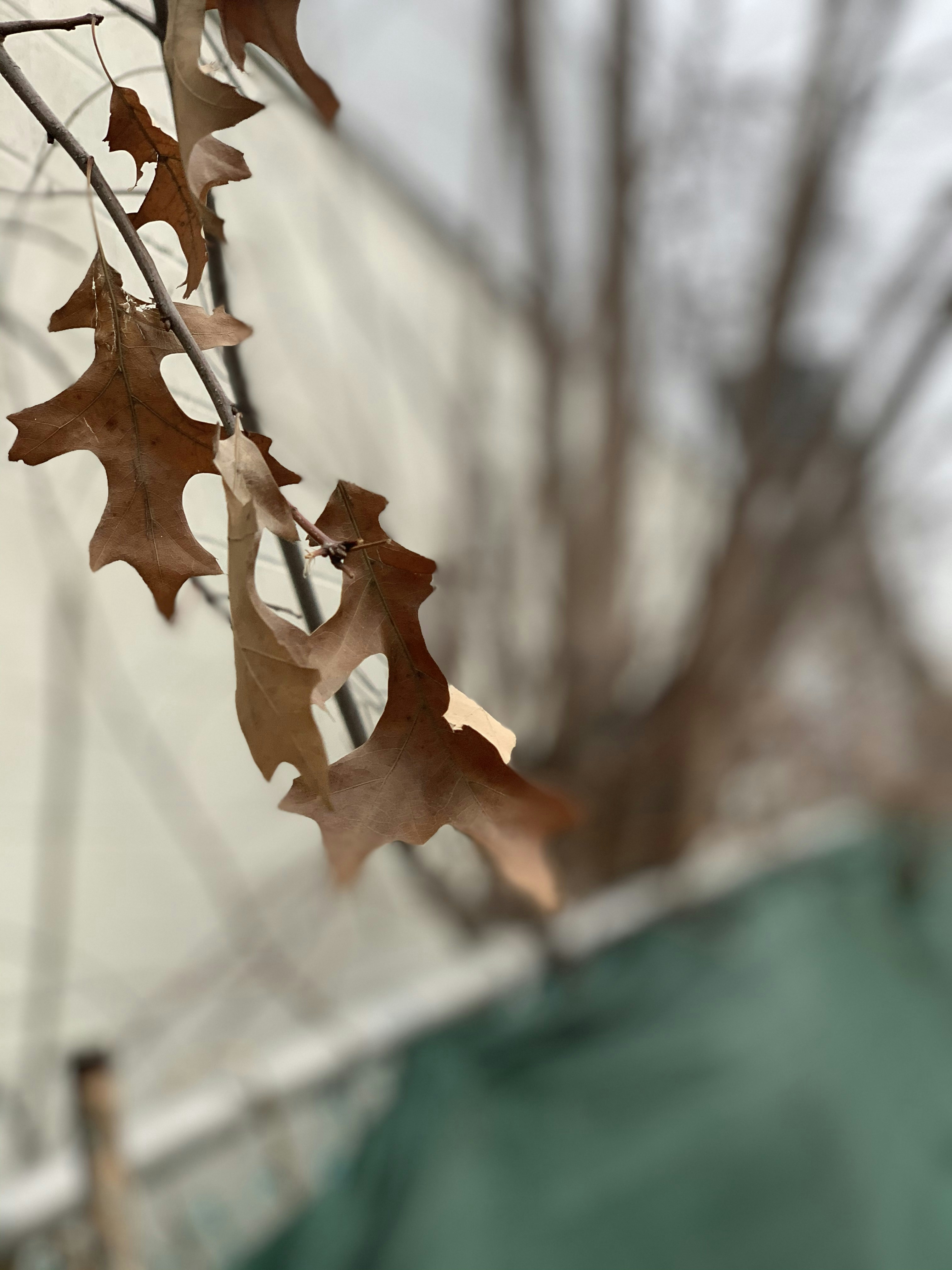 Withered leaves on a bare branch, blurred urban backdrop