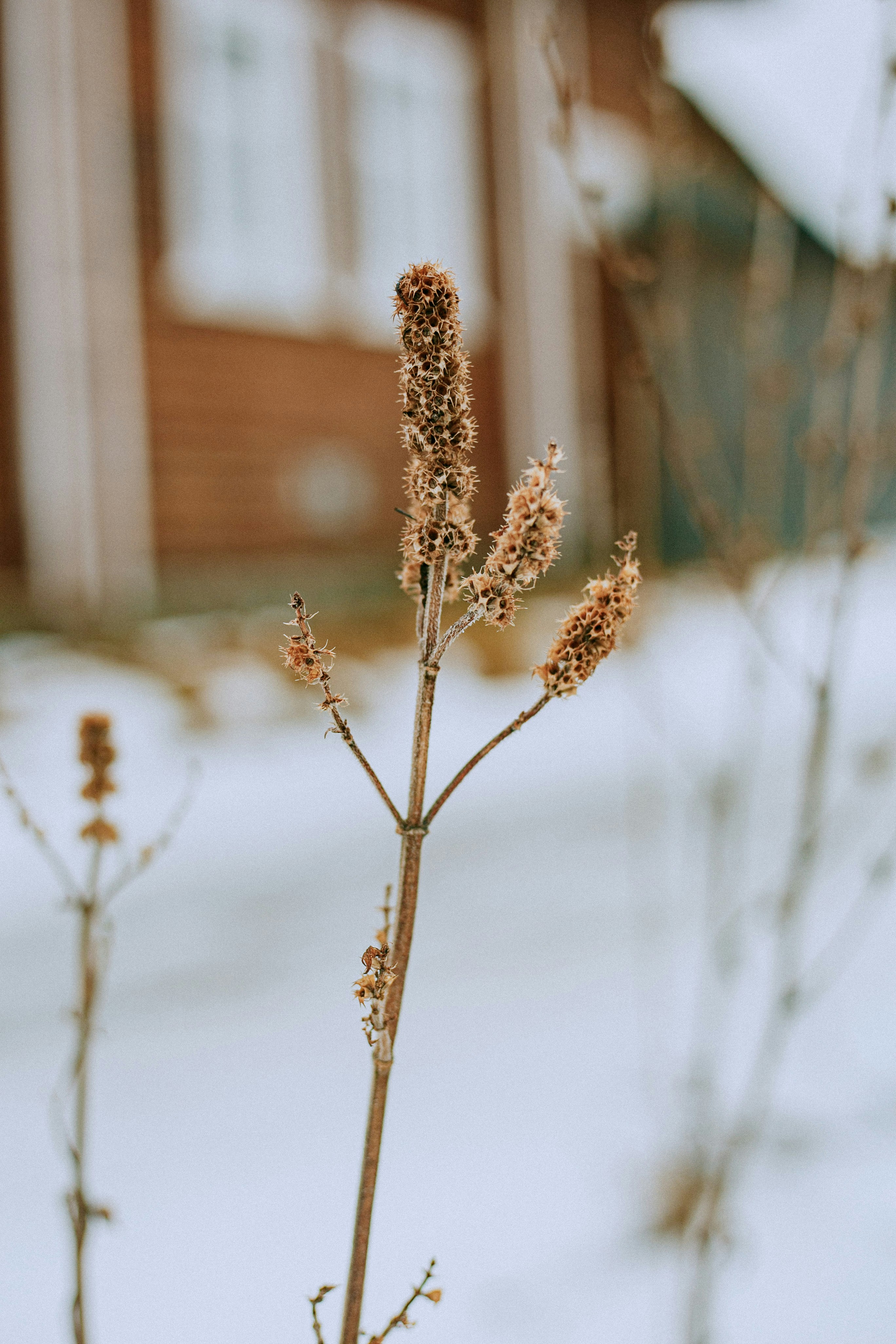 Winter Seedhead Stems Reaching Toward Soft Light