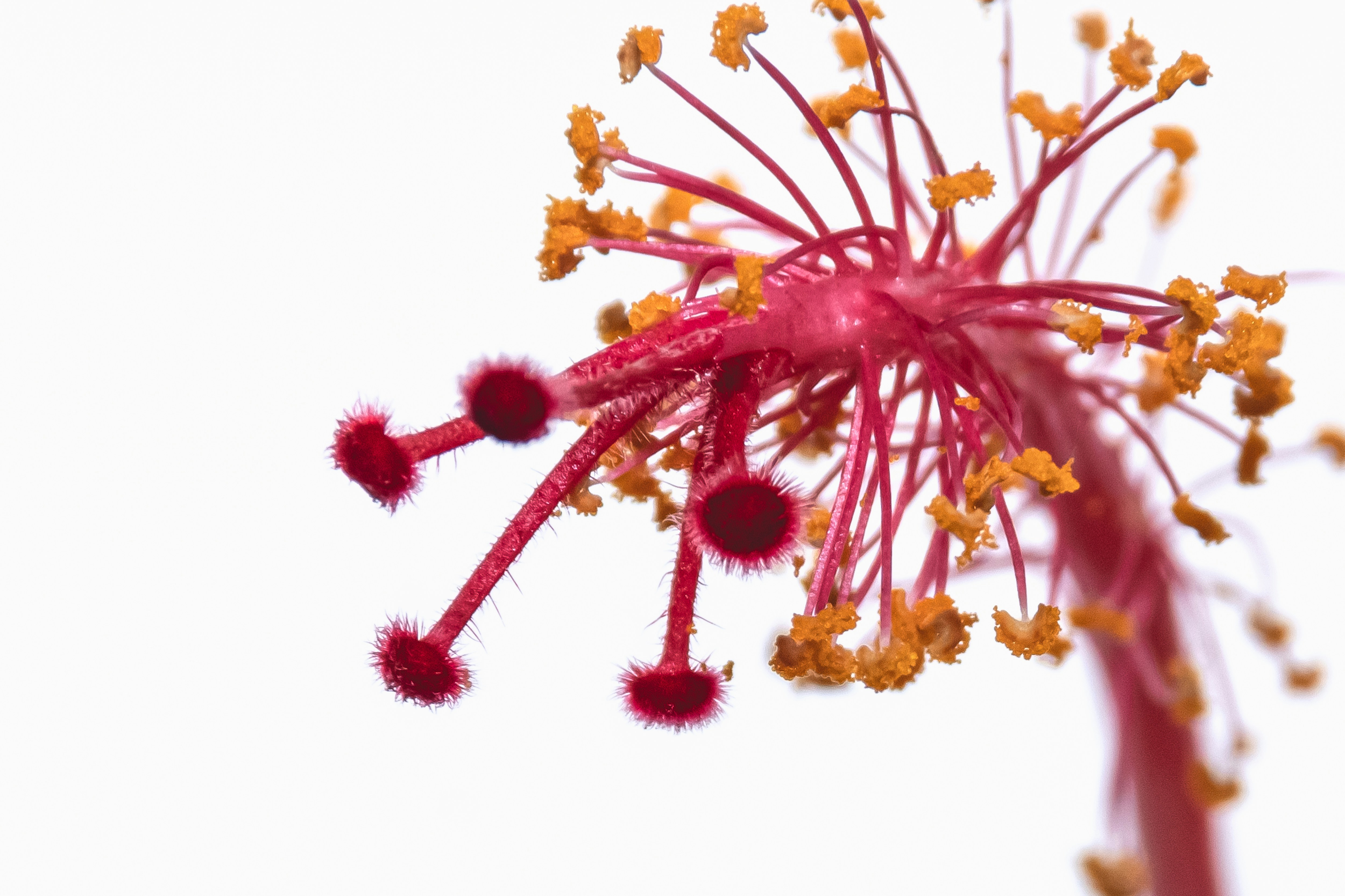 red and yellow flower petals