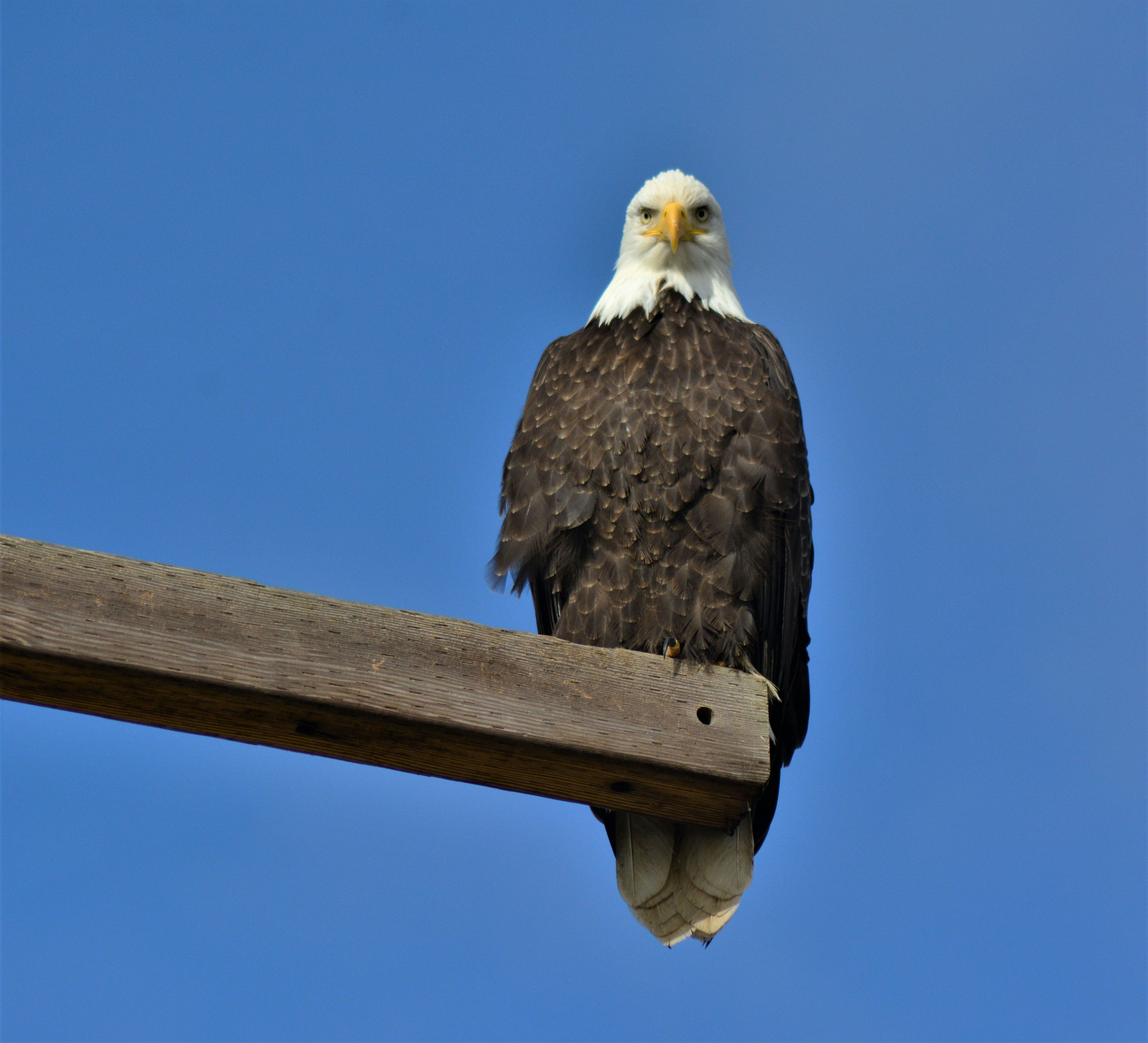 Bald eagle perched on a wooden beam against a clear blue sky, showcasing its powerful presence and keen gaze.