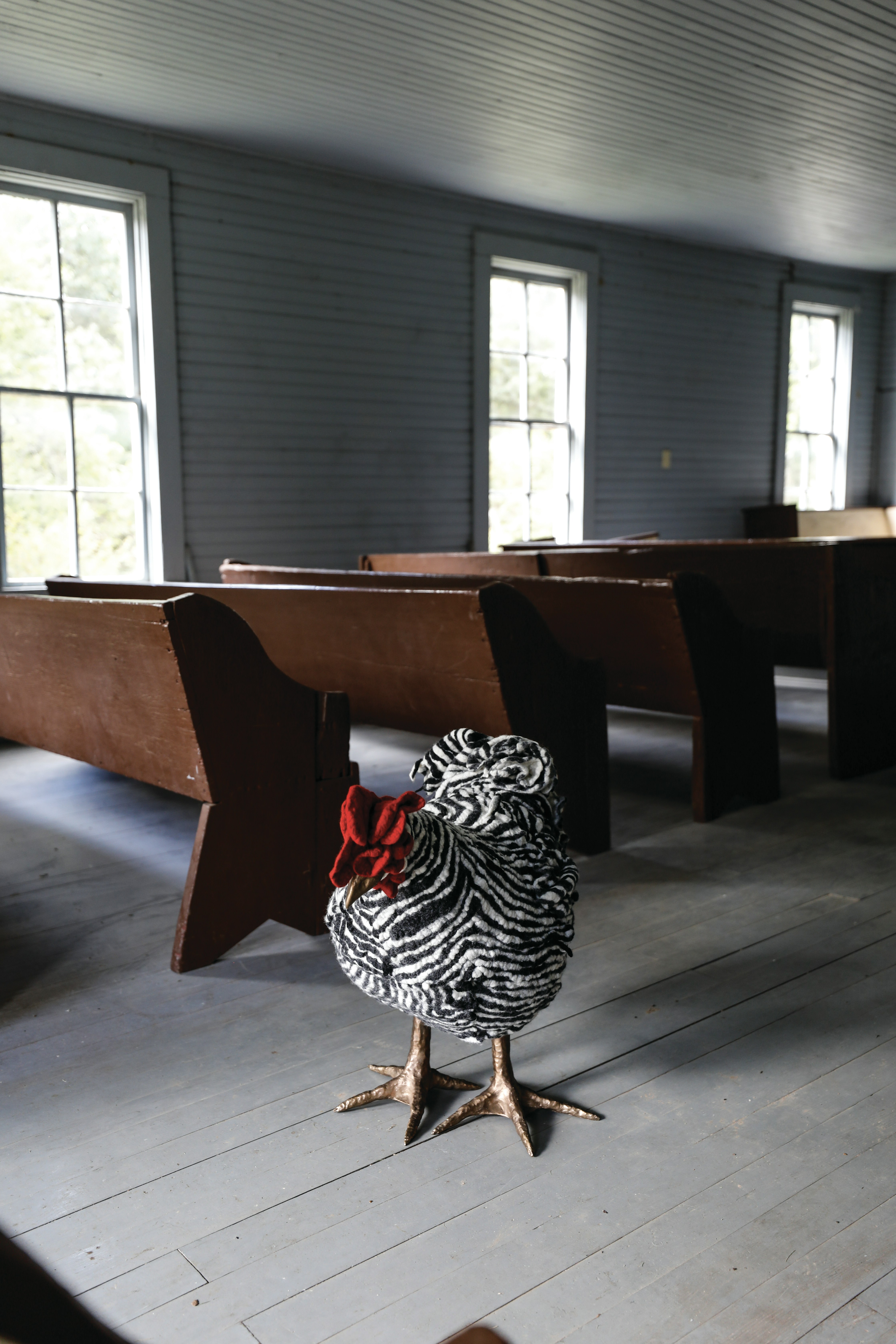 Red-Bowed Zebra Among Church Pews in a Quiet Interior