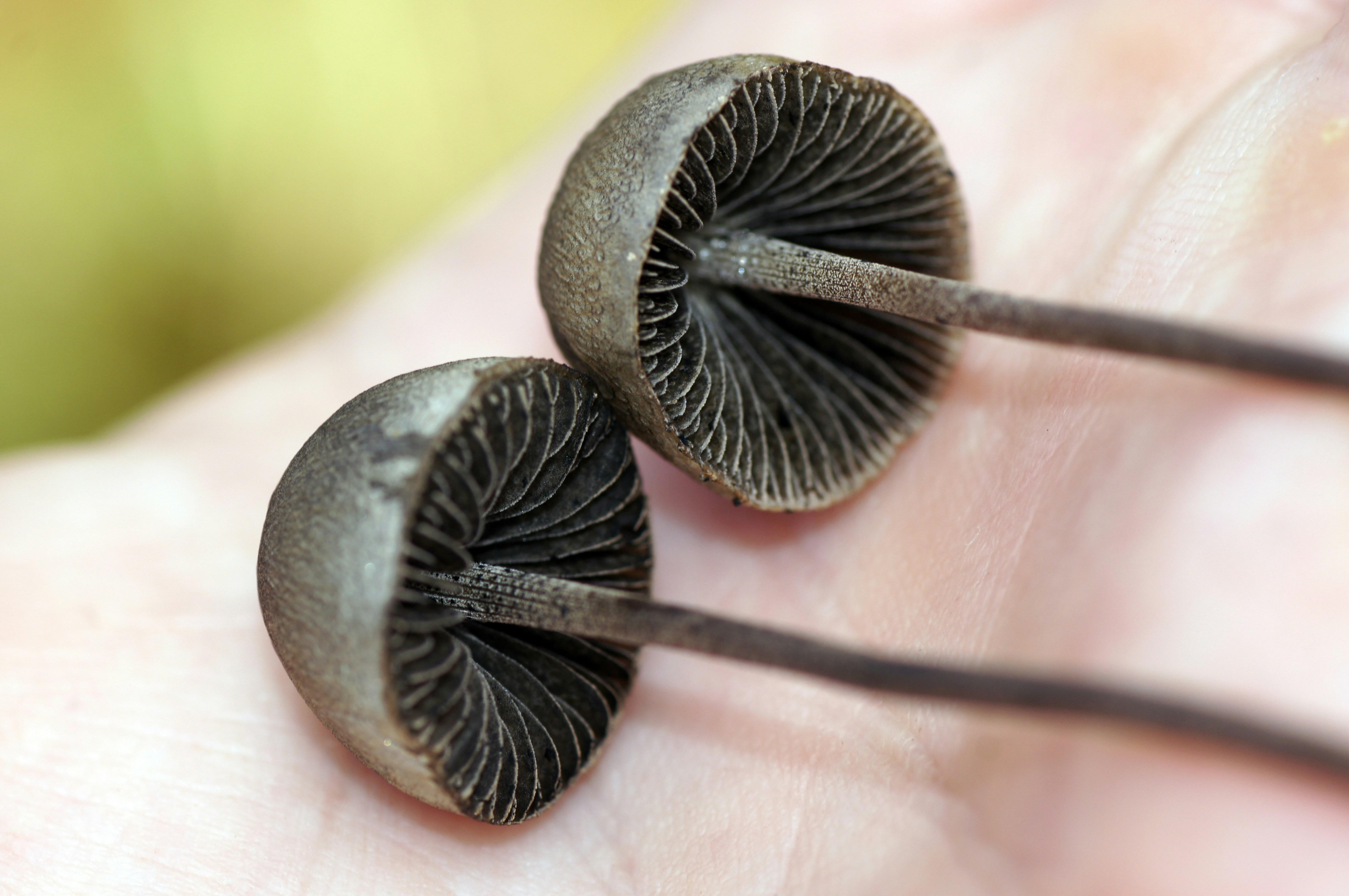 Miniature Cup Fungi on Skin: Macro Gills in Quiet Detail