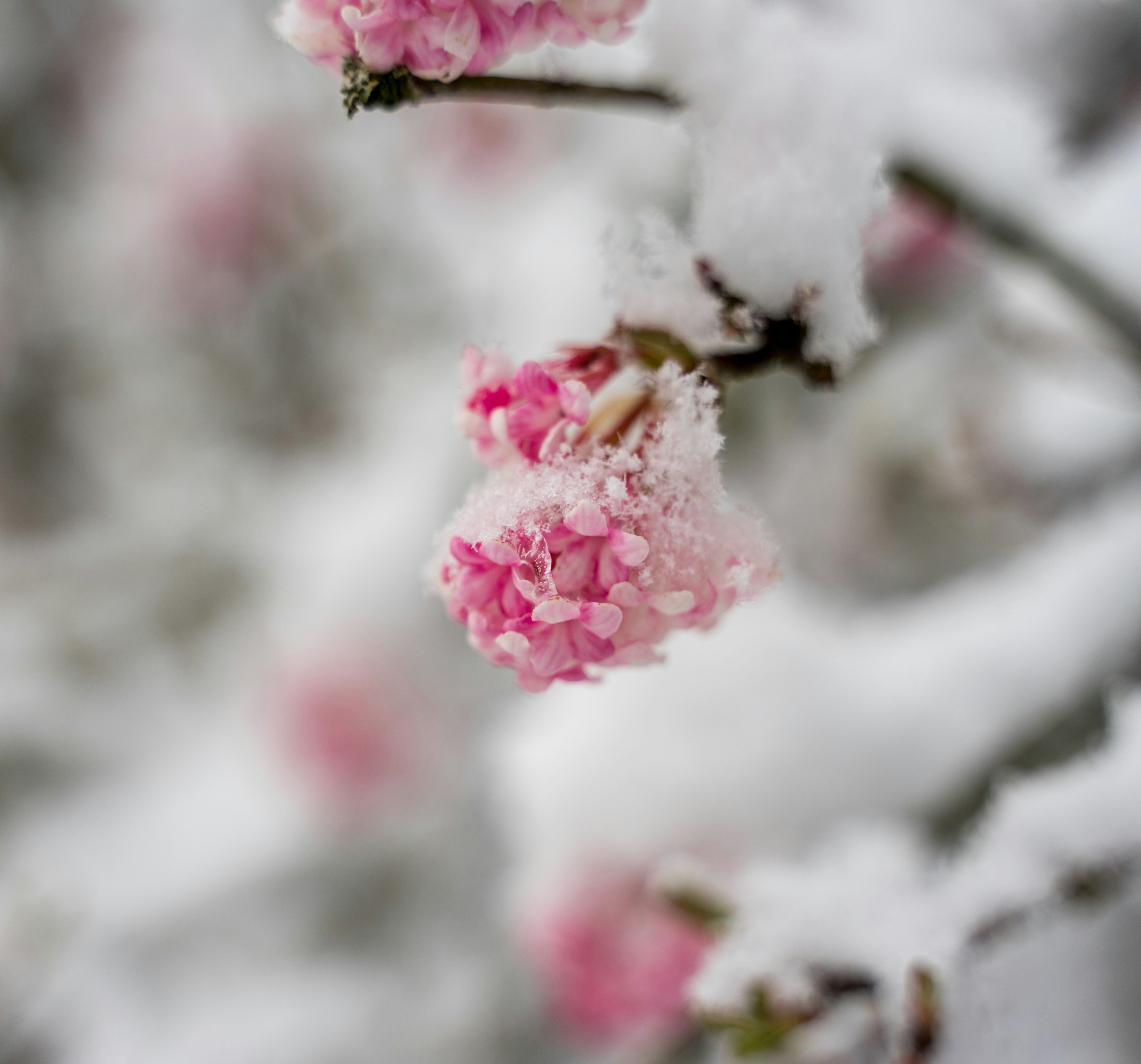 Snow-kissed Sakura: a solitary pink bloom suspended in winter hush