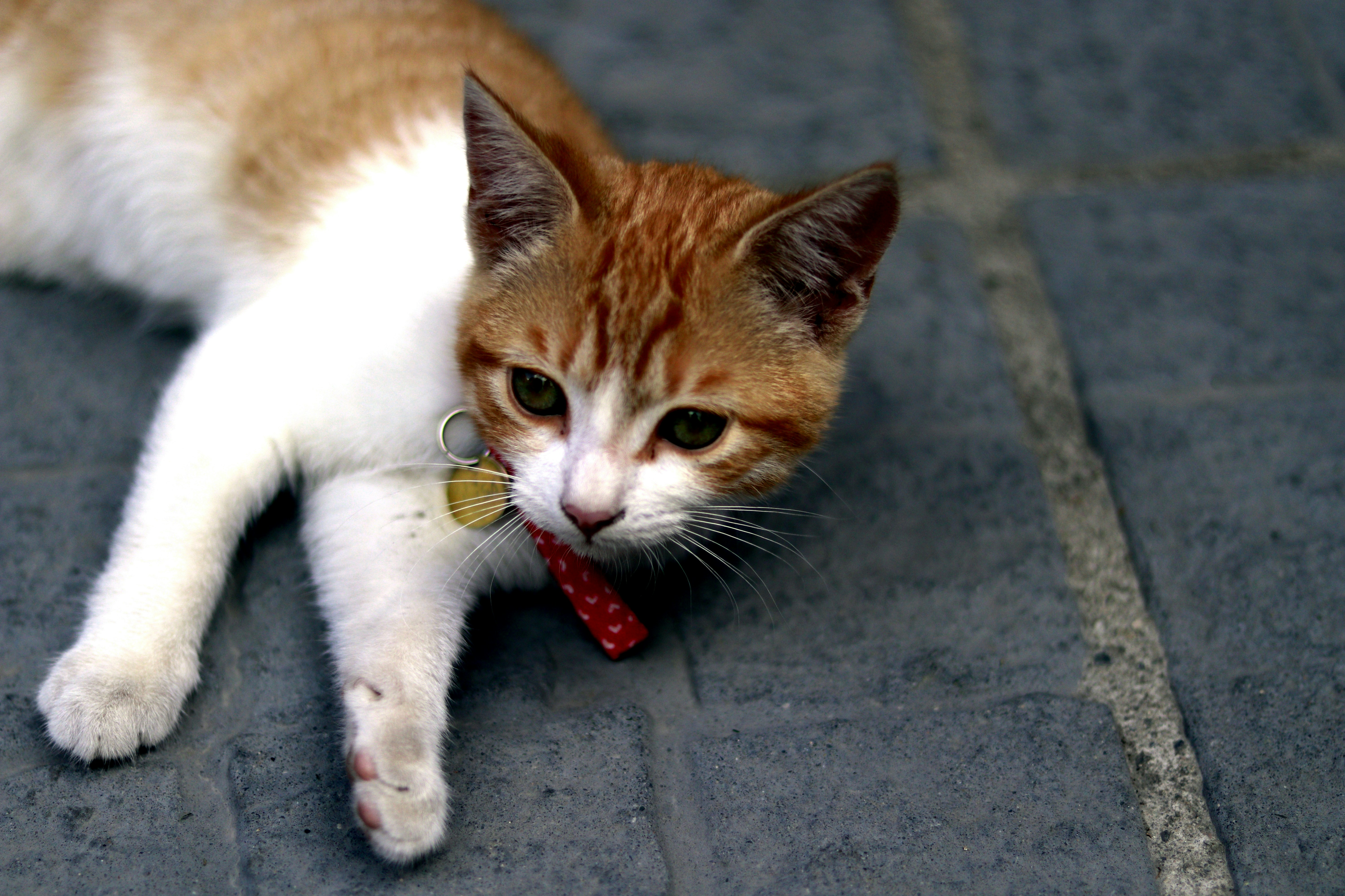 Curious cat