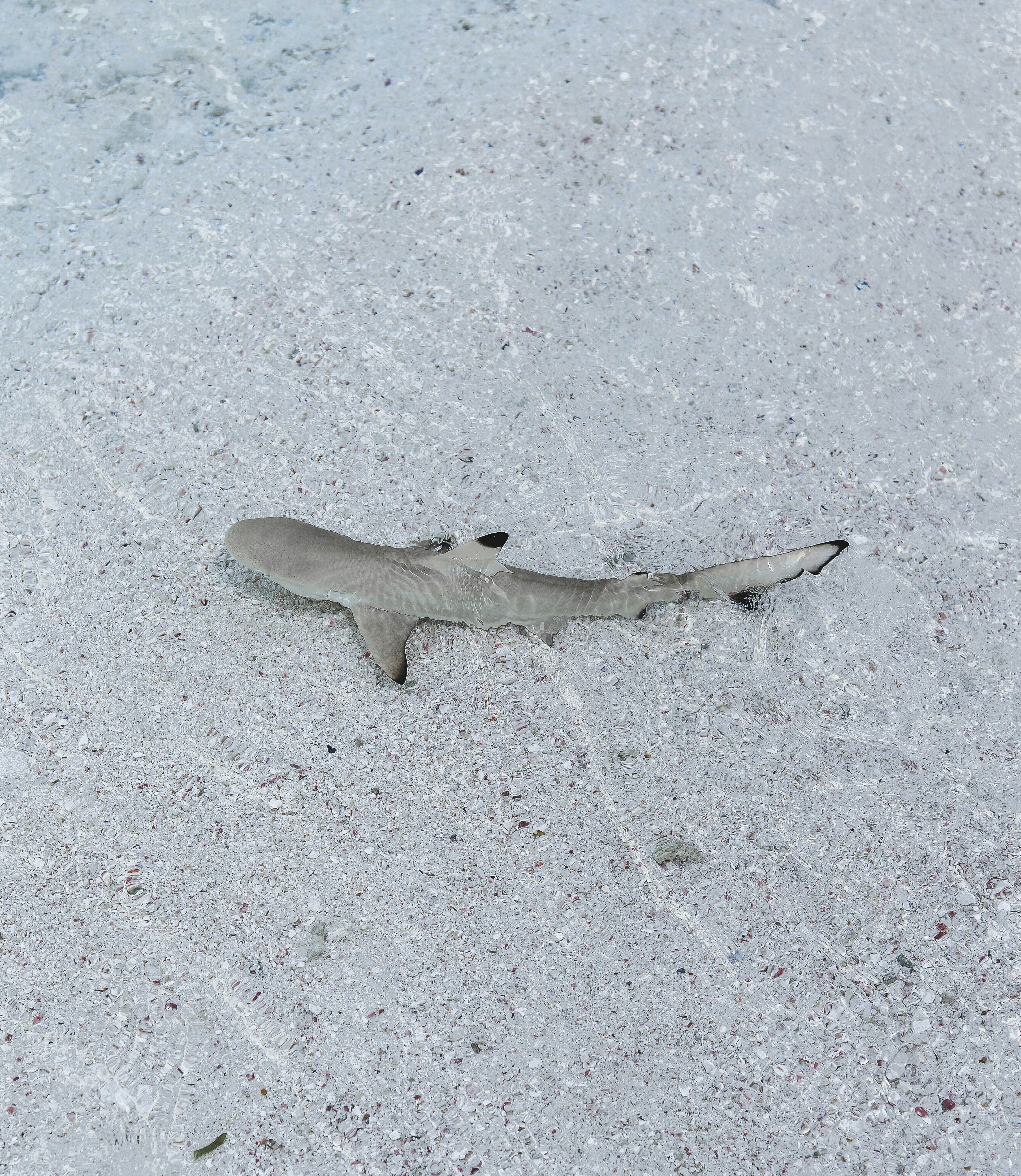 Cute Shark Pictures | Download Free Images on Unsplash