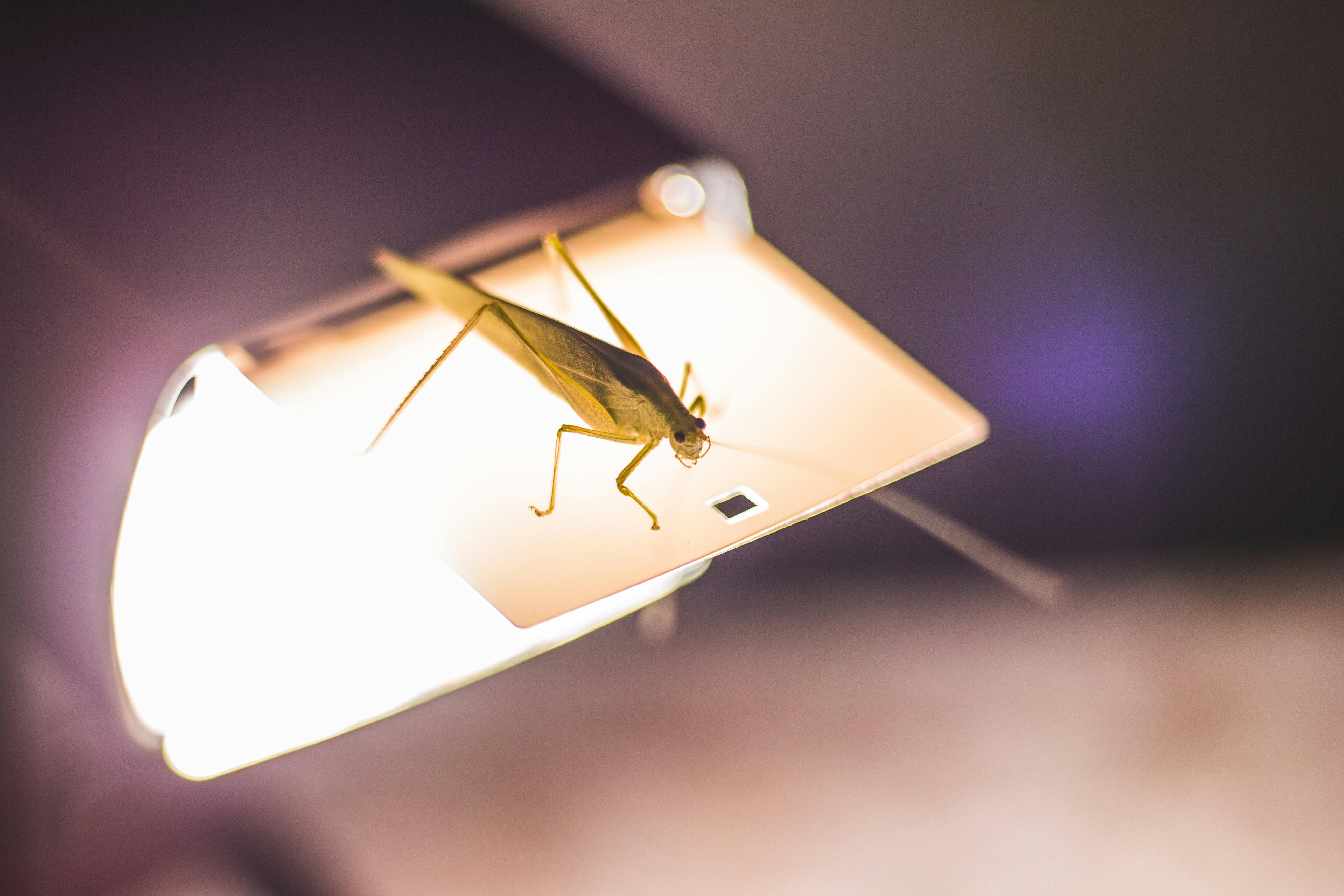 Luminous Perch: Mantid on a Glowing Edge
