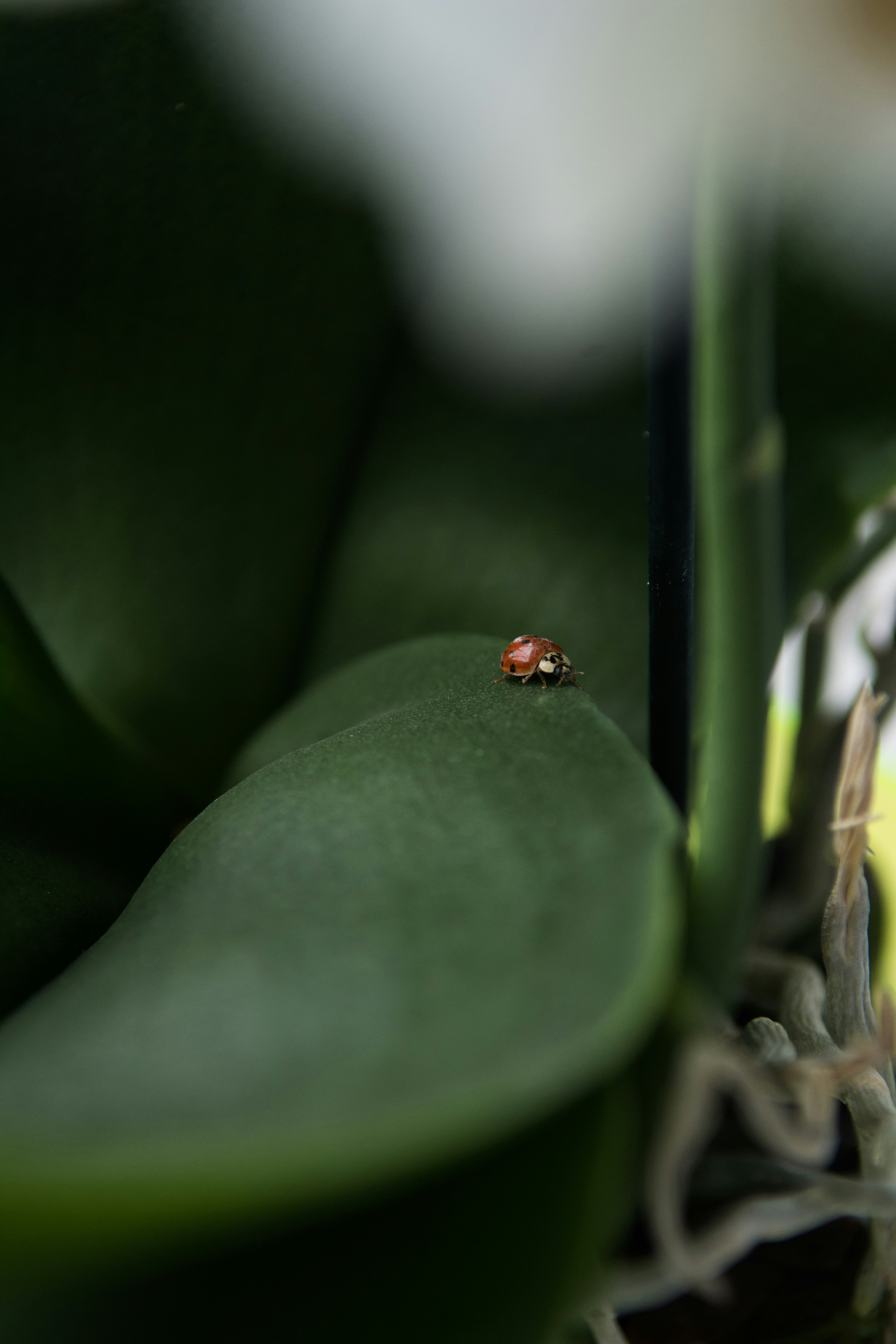 Crimson Sentinel on a Velvet Green Leaf
