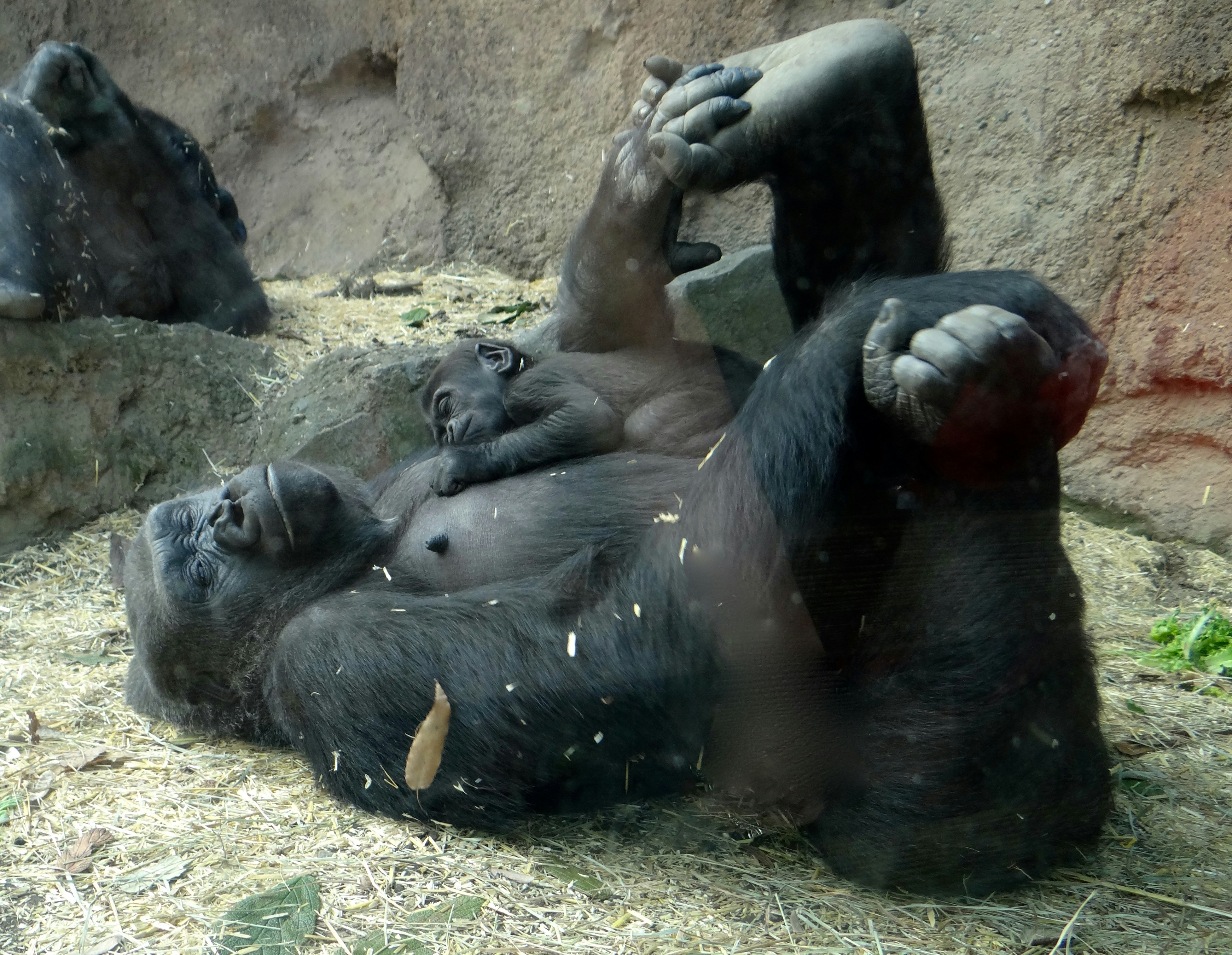 Gorilla lying on its back behind glass in a zoo enclosure, with limbs raised in a relaxed pose.