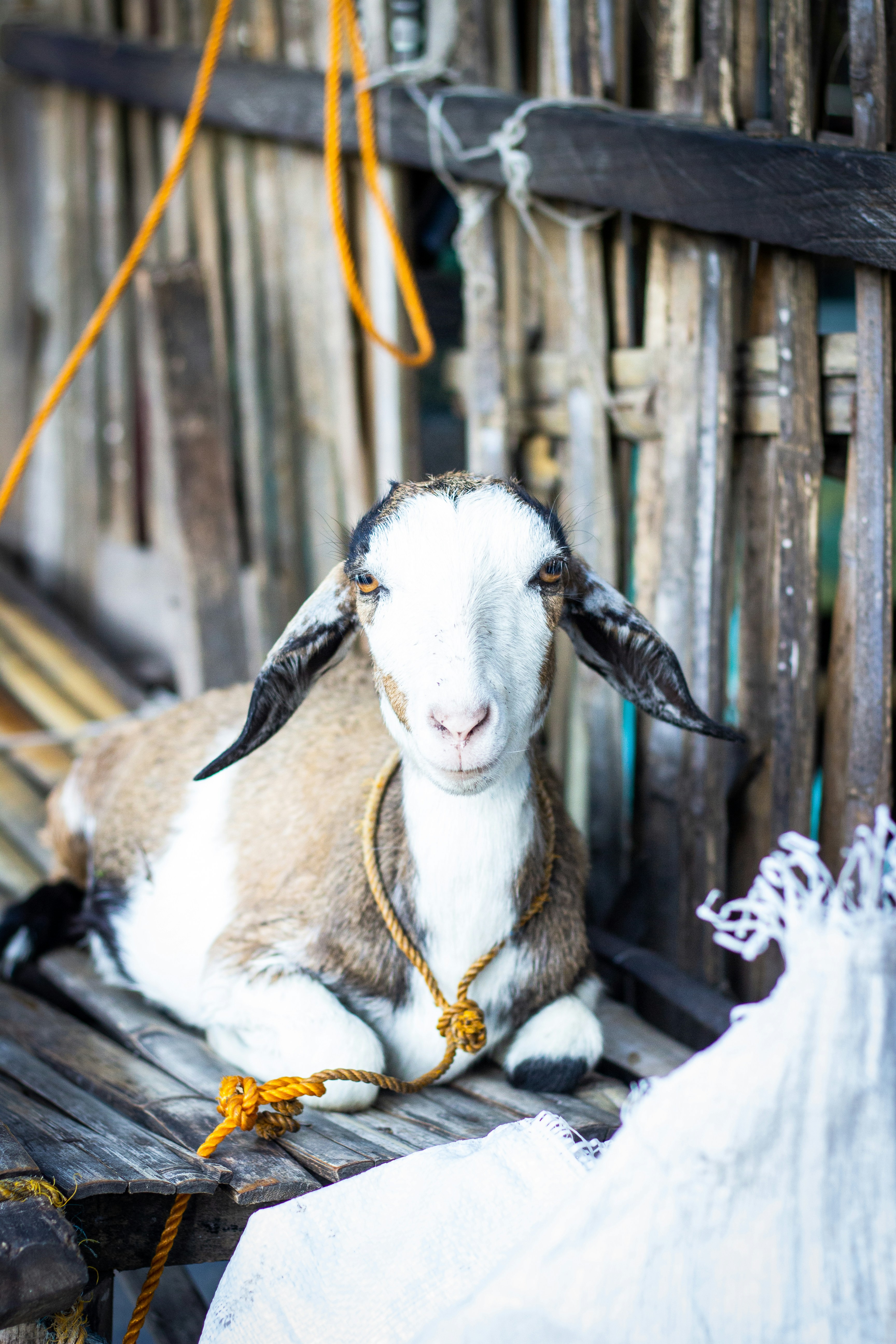 Close-Up of a Calm Goat Amid Rustic Slats and Hanging Ropes