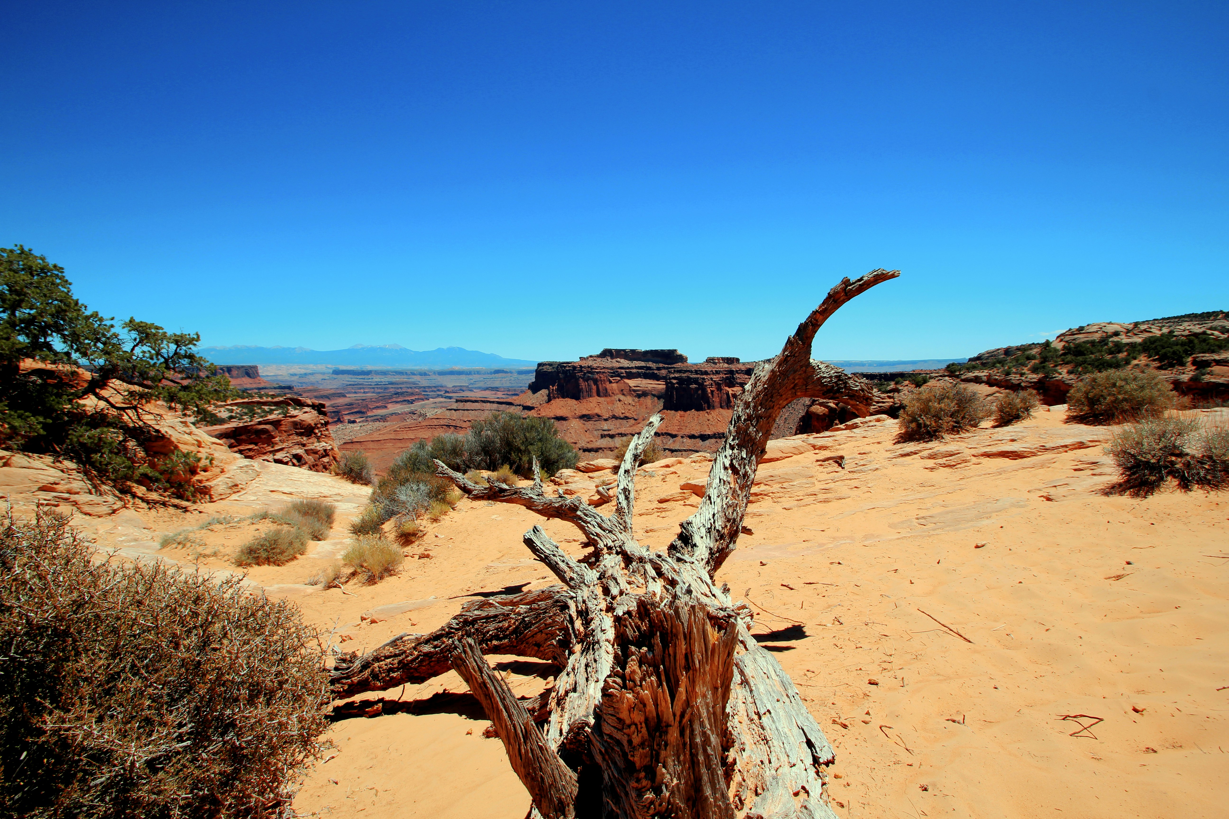 Desert Skeleton at High Noon: A Weathered Tree Framing Painted Cliffs