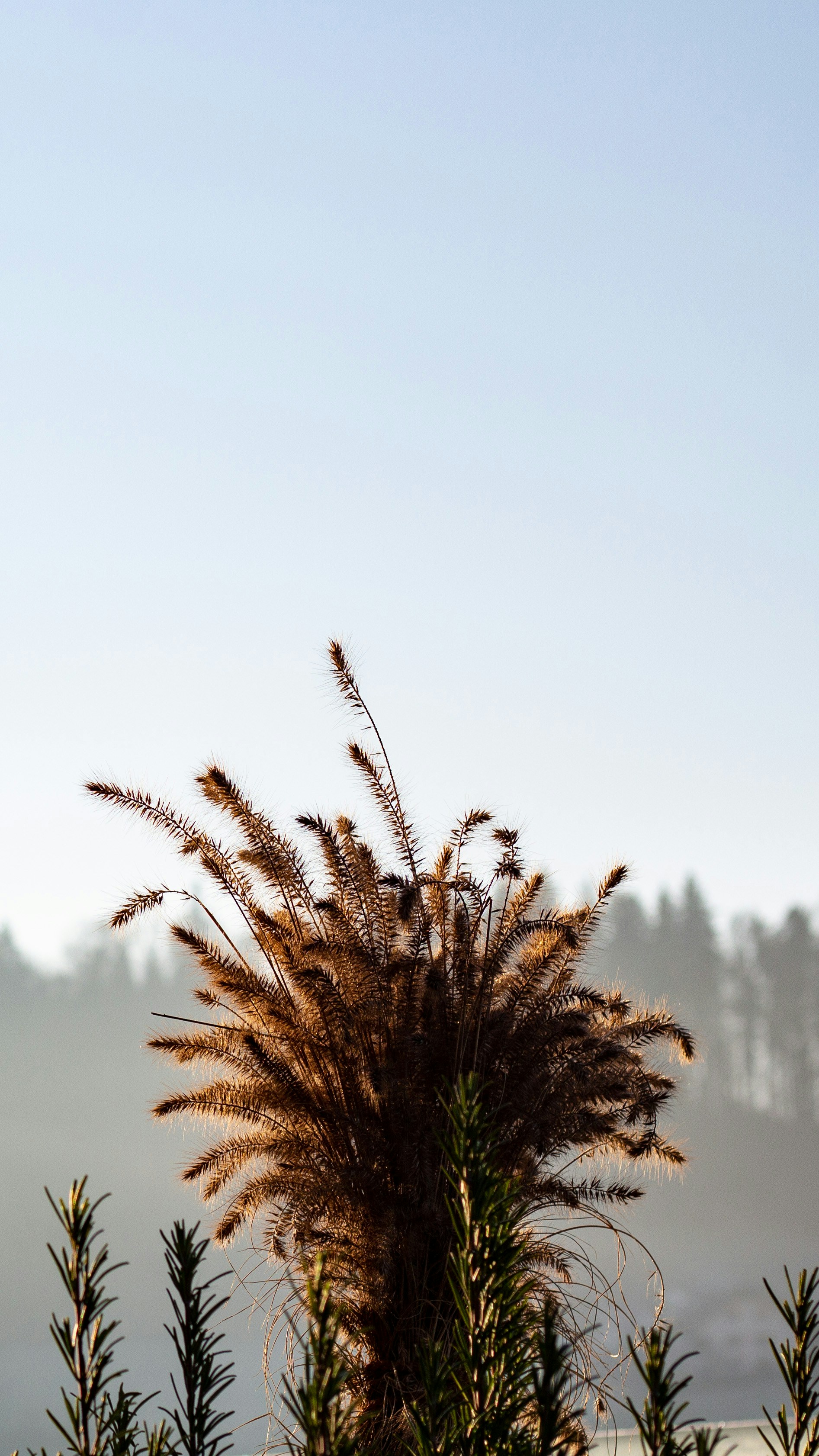 brown plant under white sky during daytime
