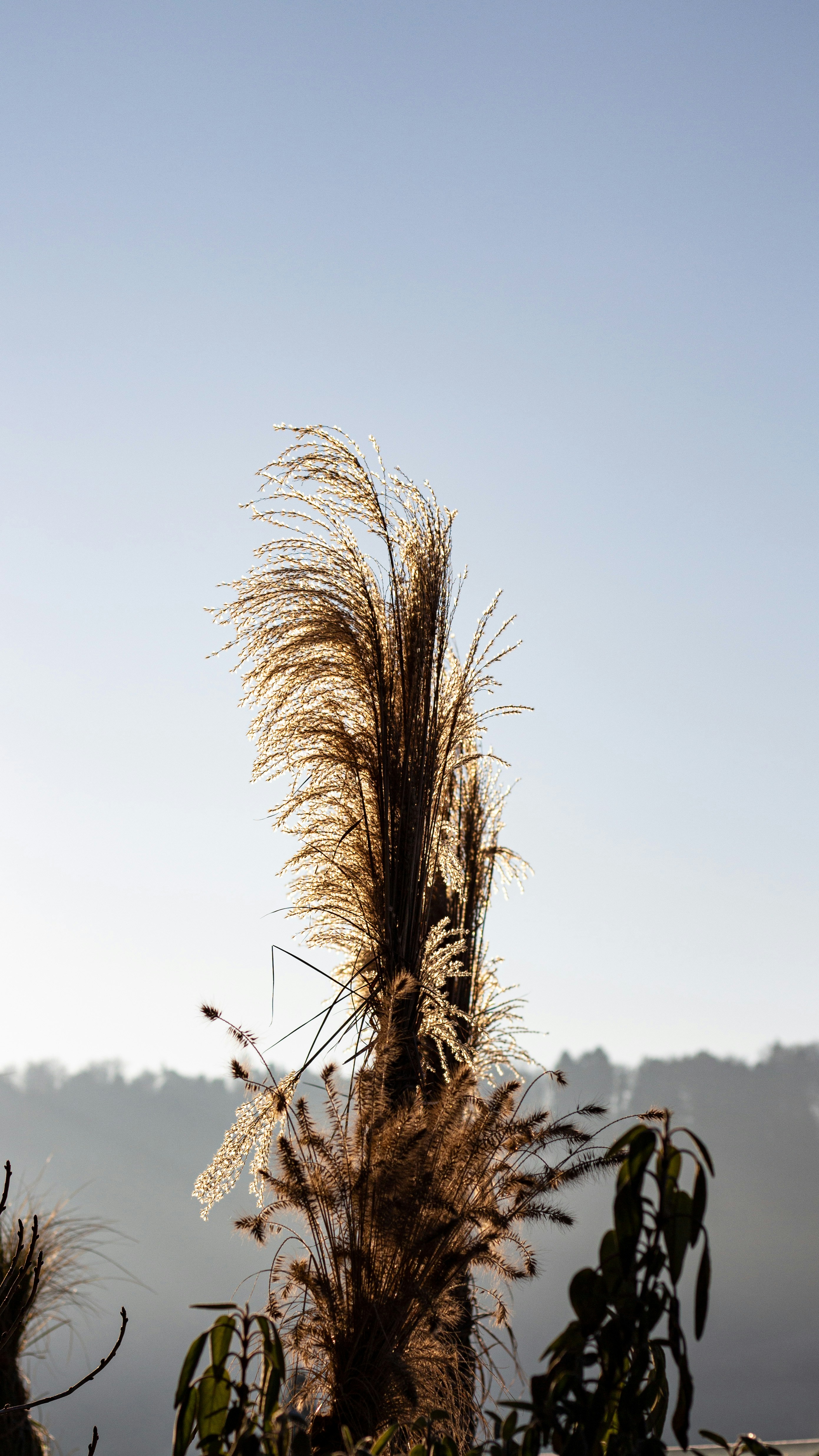 brown plant under white sky during daytime