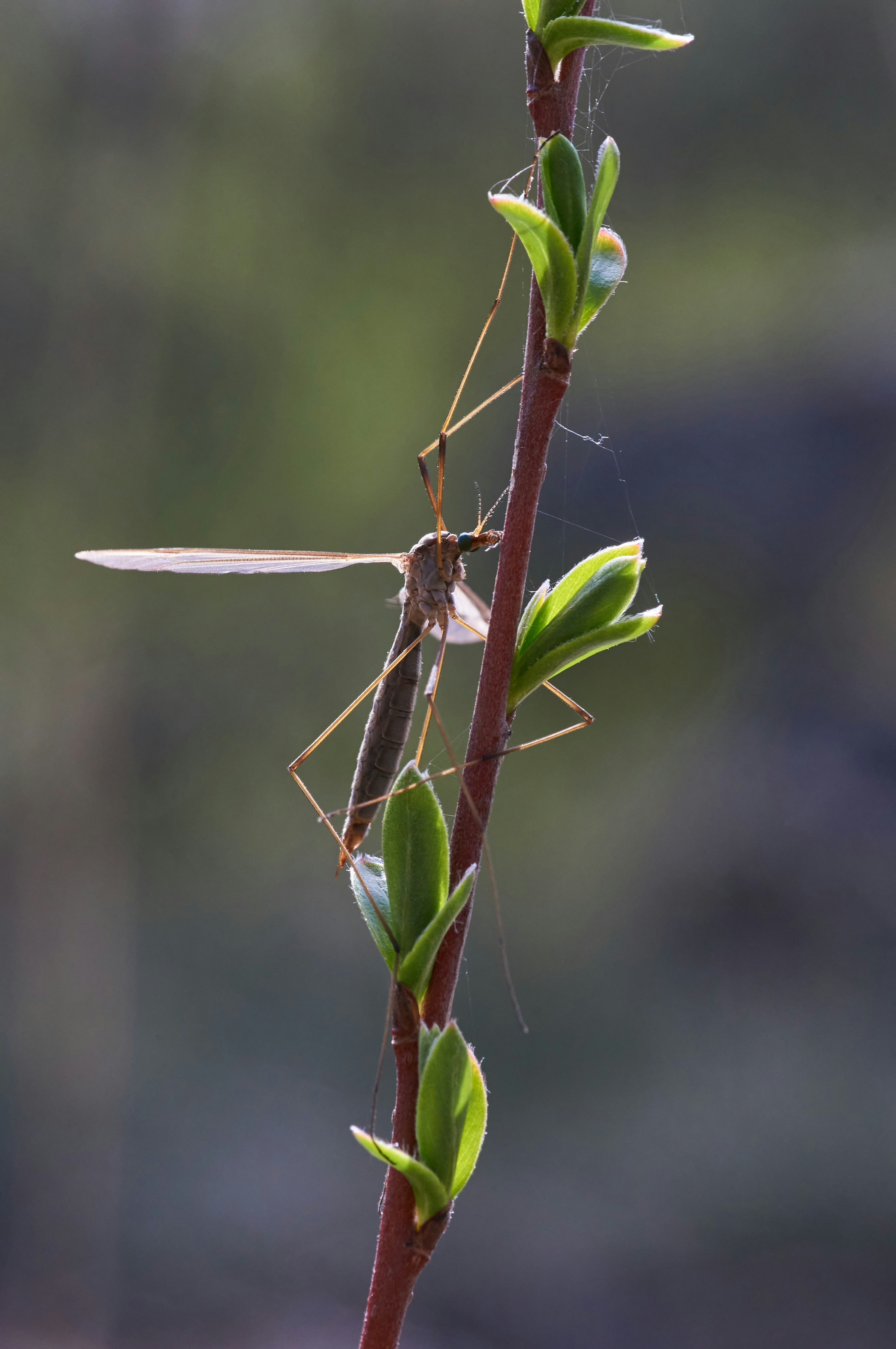 brown praying mantis perched on green leaf in close up photography during daytime
